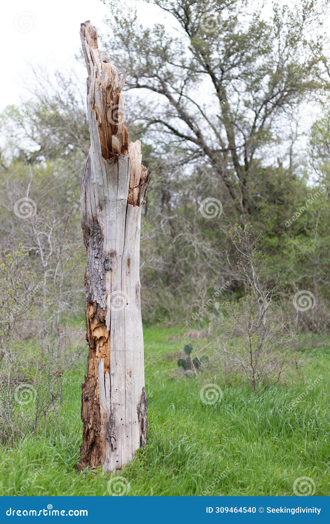 Barren Trunk of Dead Tree stock photo. Image of outdoors - 309464540