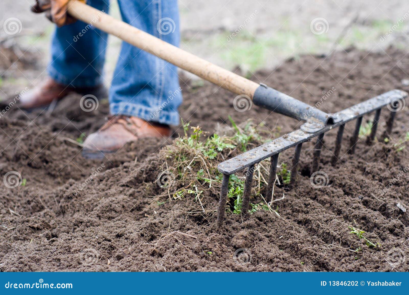 Barrer-rastrillo foto de archivo. Imagen de flora, resorte - 13846202