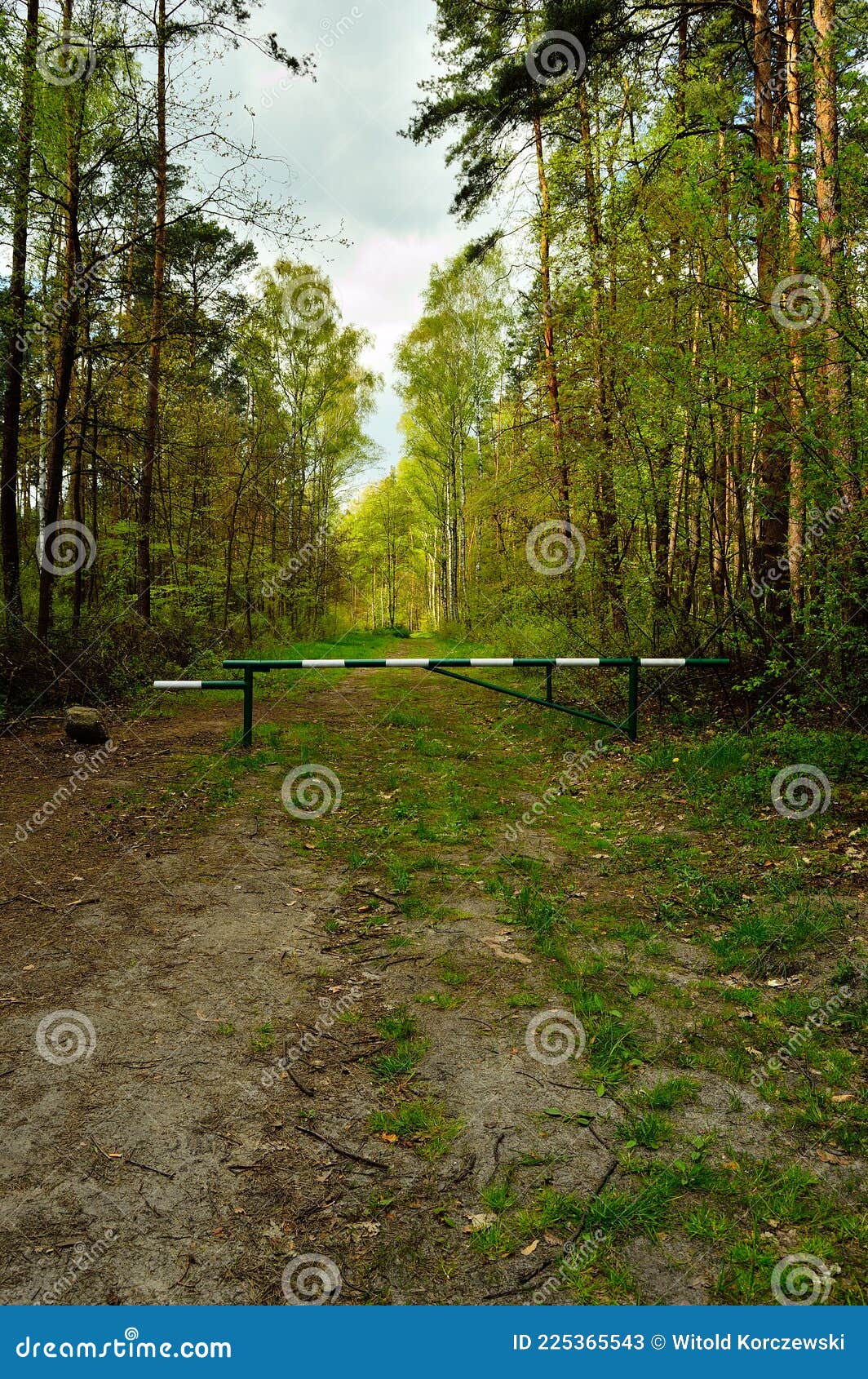 The Barrier on the Forest Road Prohibits Entry. Forest. Day Stock Image ...