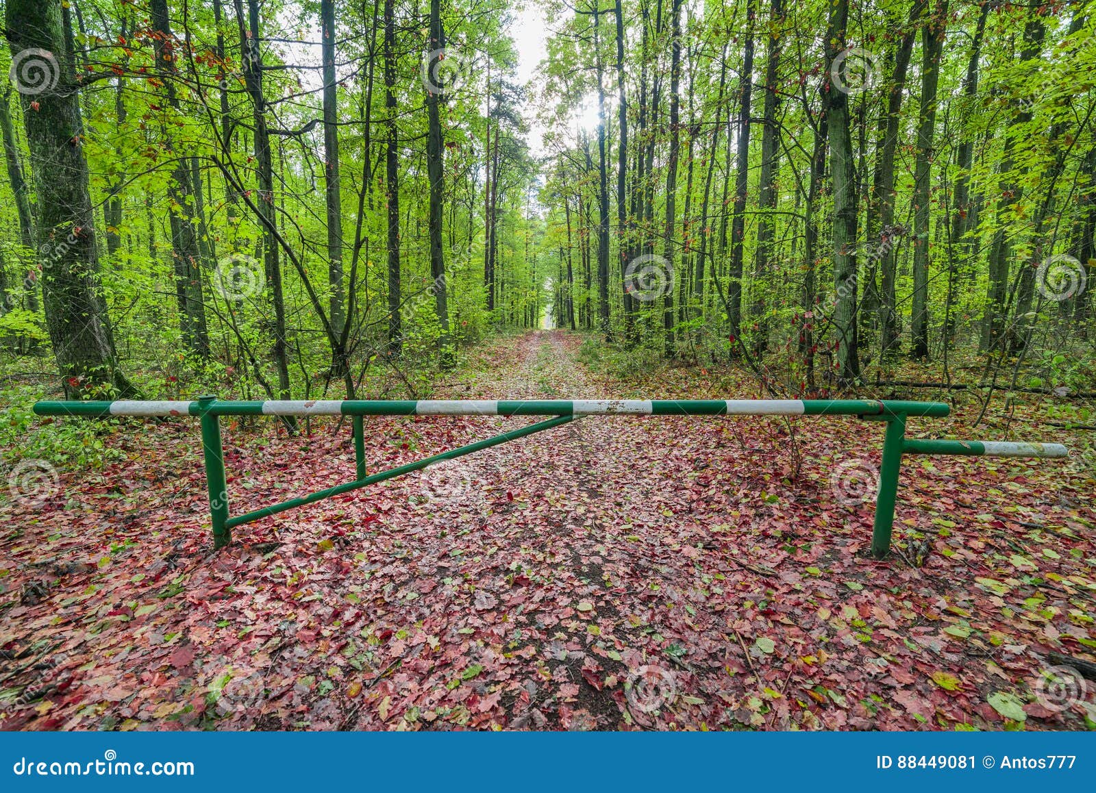 Barrier on the Path in the Green, Beautiful Forest Stock Image - Image ...