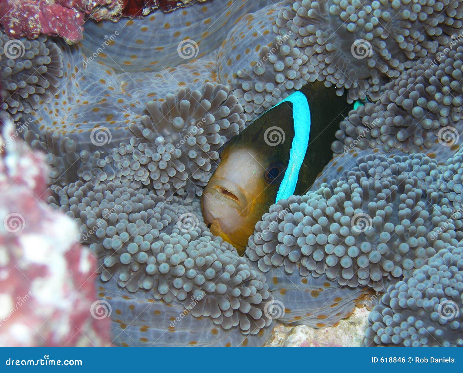 Barrier Reef Anemonefish stock photo. Image of reef, akindynos - 618846