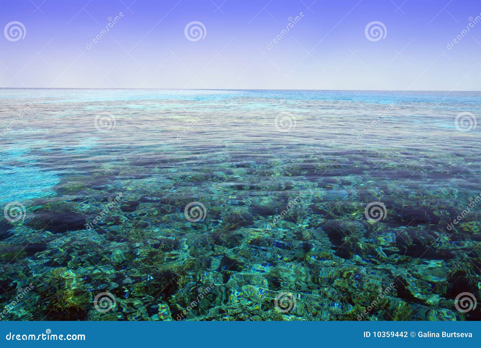 Barriera Corallina. Mar Rosso. L'Egitto. Fotografia Stock - Immagine di ...