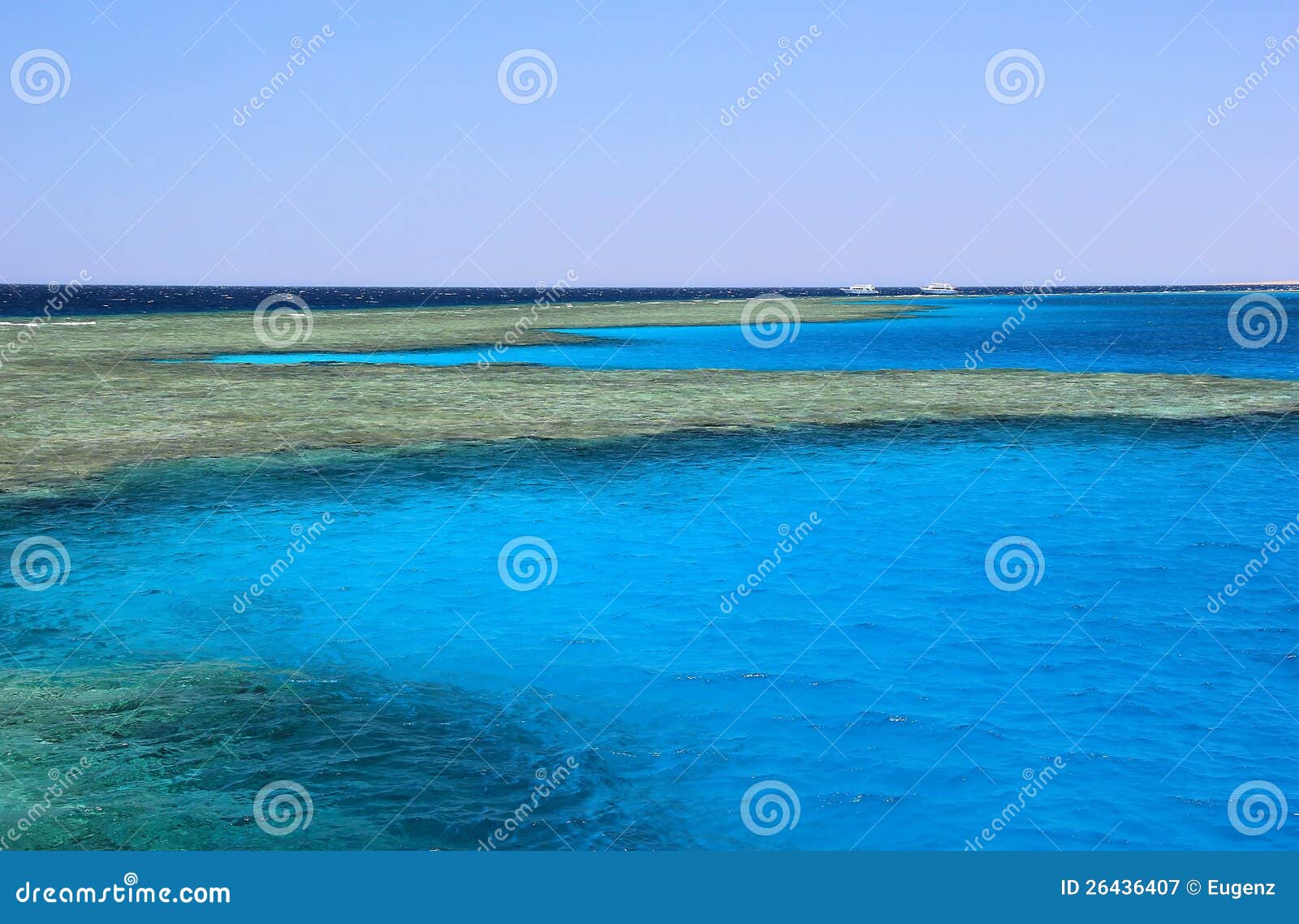 Barriera Corallina Nel Mar Rosso, Egitto. Immagine Stock - Immagine di ...