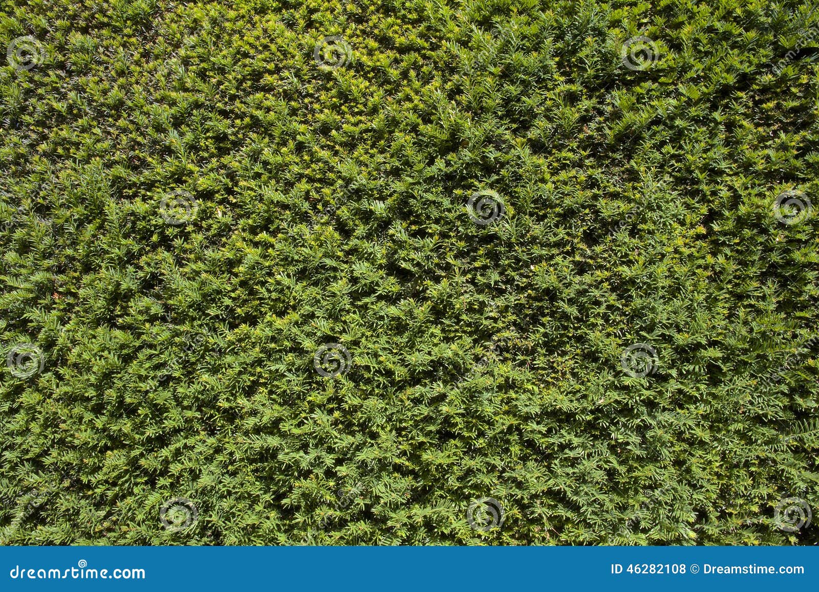 Barriera Dell'albero Del Tasso Fotografia Stock - Immagine di taglio ...