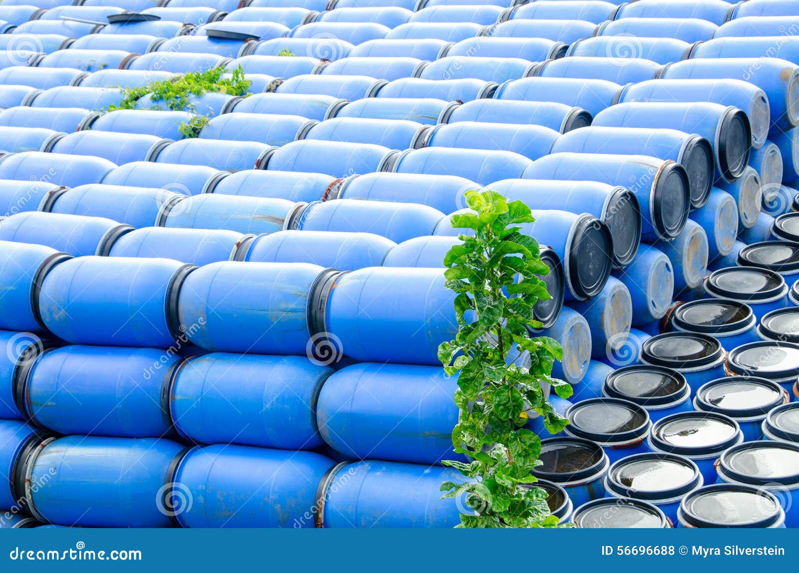 Barriles azules del agavo foto de archivo. Imagen de tambor - 56696688