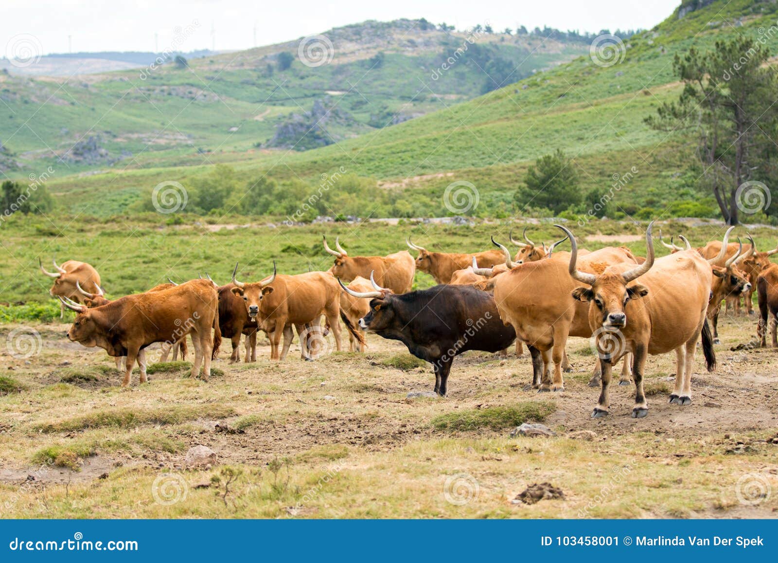Barrosa cows stock image. Image of land, livestock, nature - 103458001