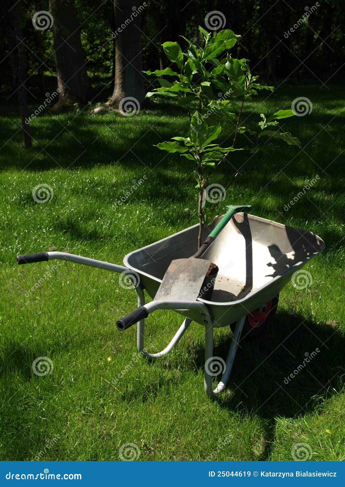 Barrow in garden stock image. Image of barrow, planting - 25044619