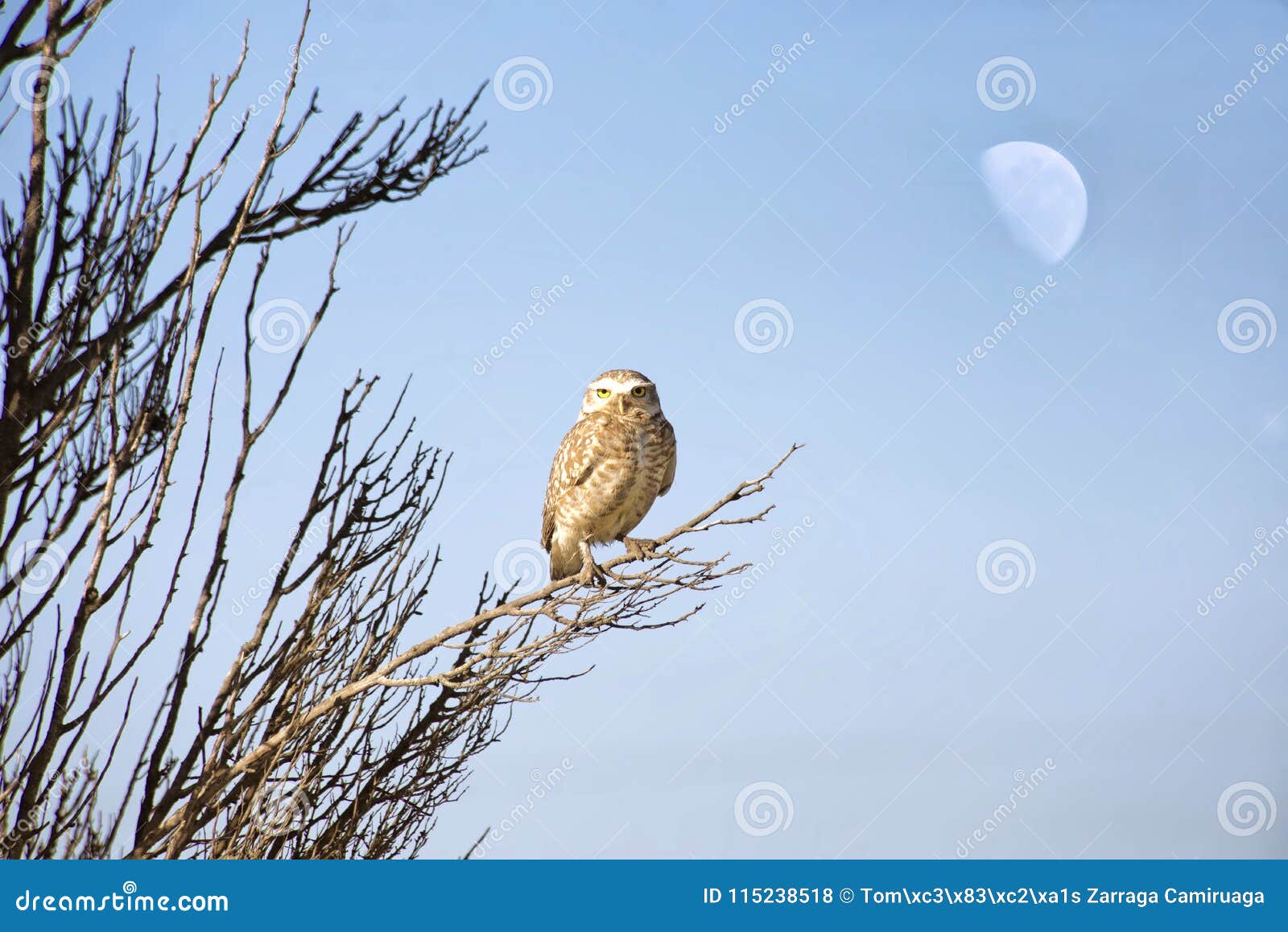 Barrow Owl Perched on a Brach Stock Photo - Image of moon, perched ...