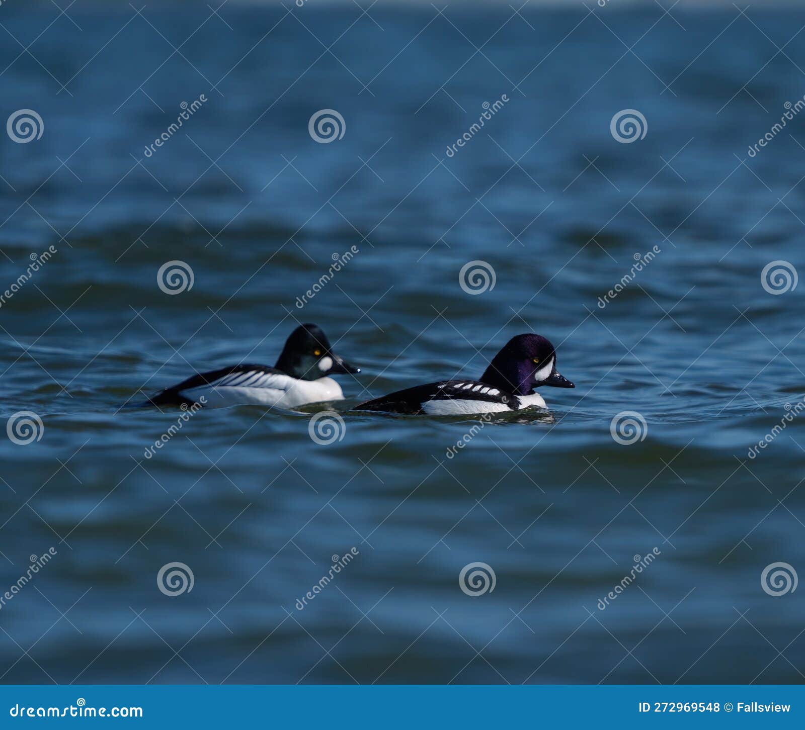 Barrow S Goldeneye Feeding at Seaside Stock Photo - Image of shore ...