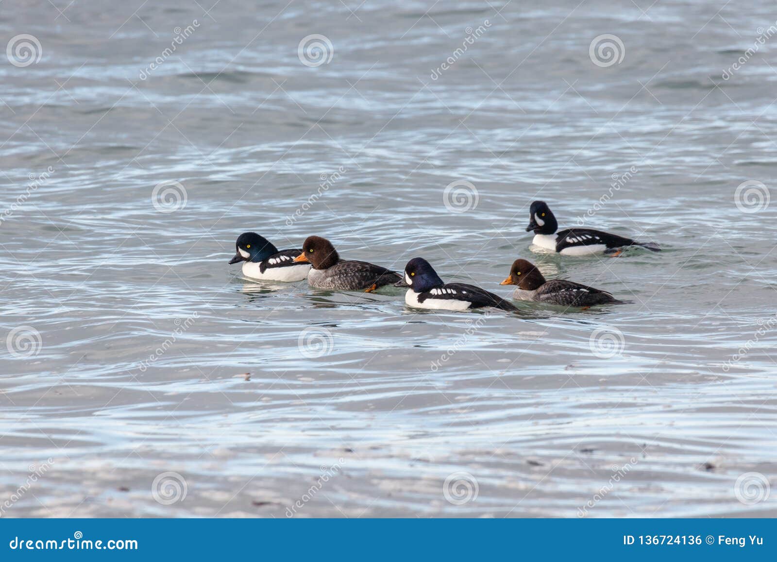 Barrows goldeneye duck stock photo. Image of avian, duck - 136724136