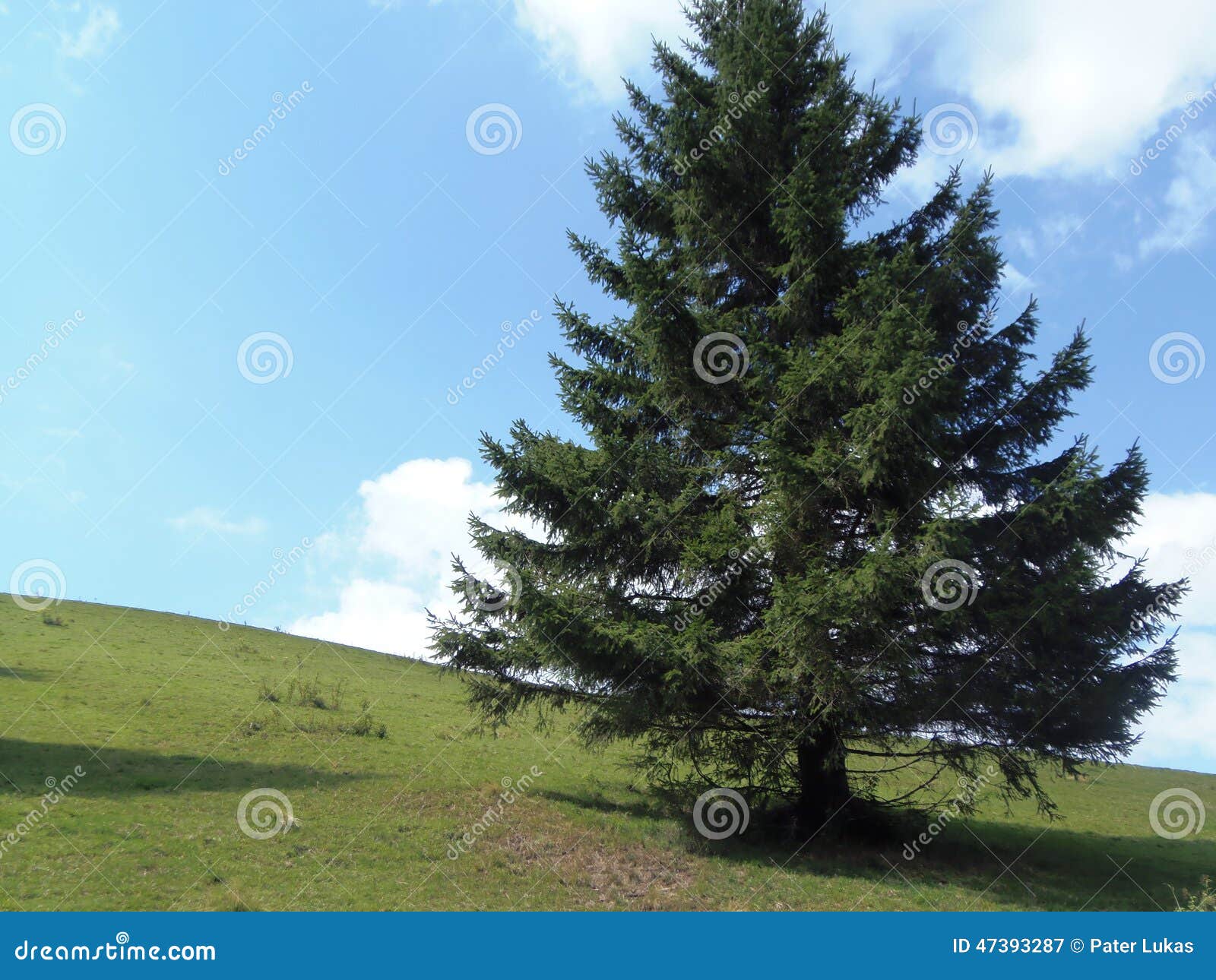 Barrträd på en kulle fotografering för bildbyråer. Bild av liggande ...