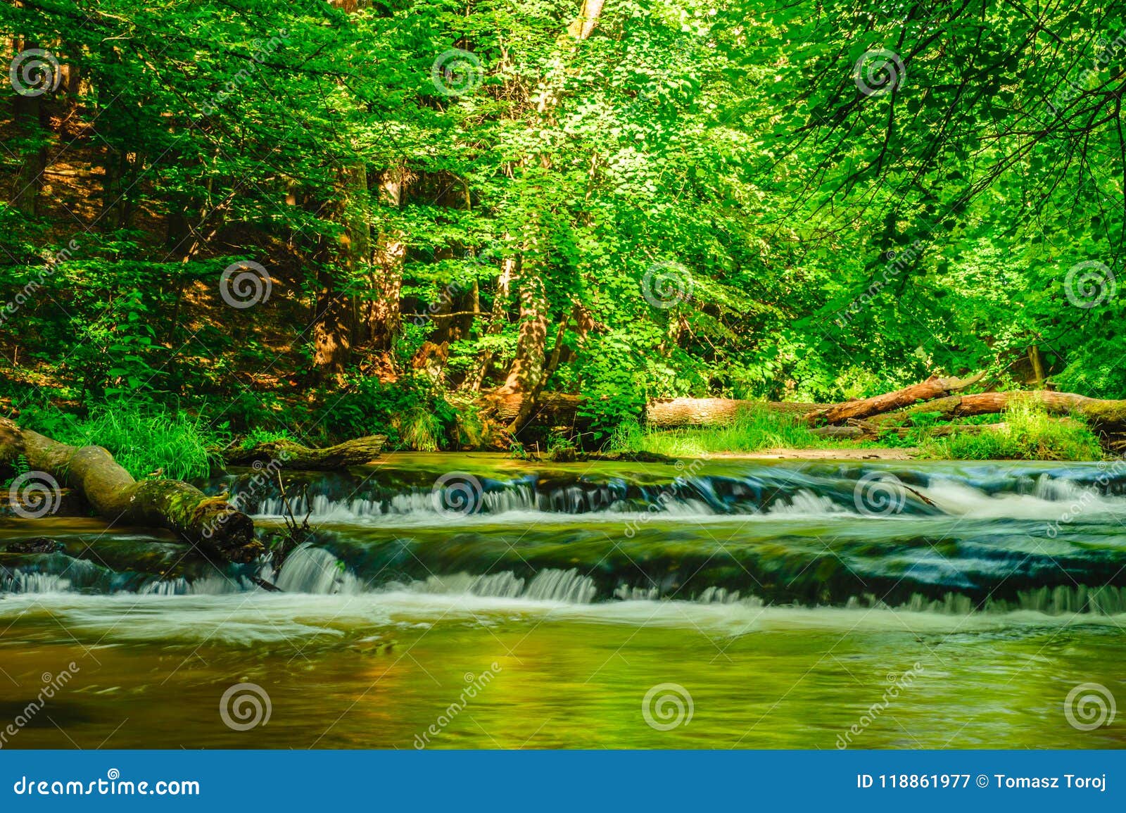 Bars and Tree Trunks on the River Stock Image - Image of fresh, green ...