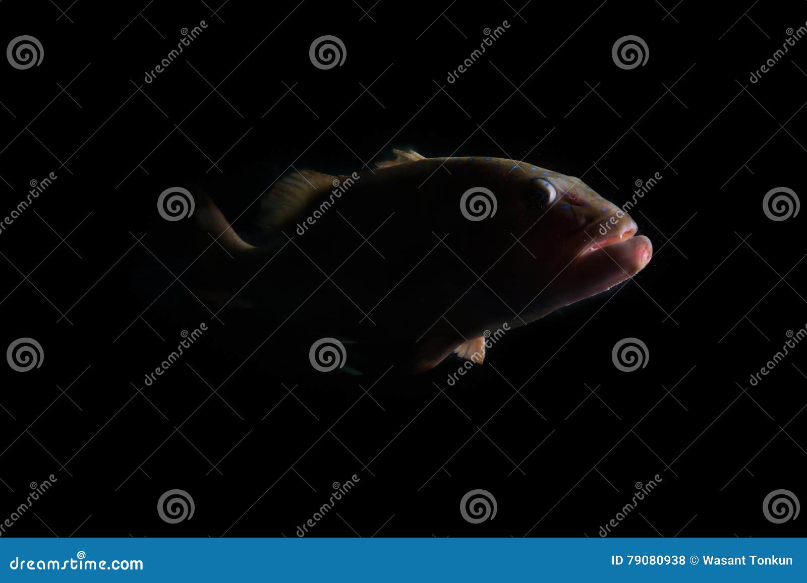 Barsch-Fische stockfoto. Bild von flossen, unterwasseratemgerät - 79080938