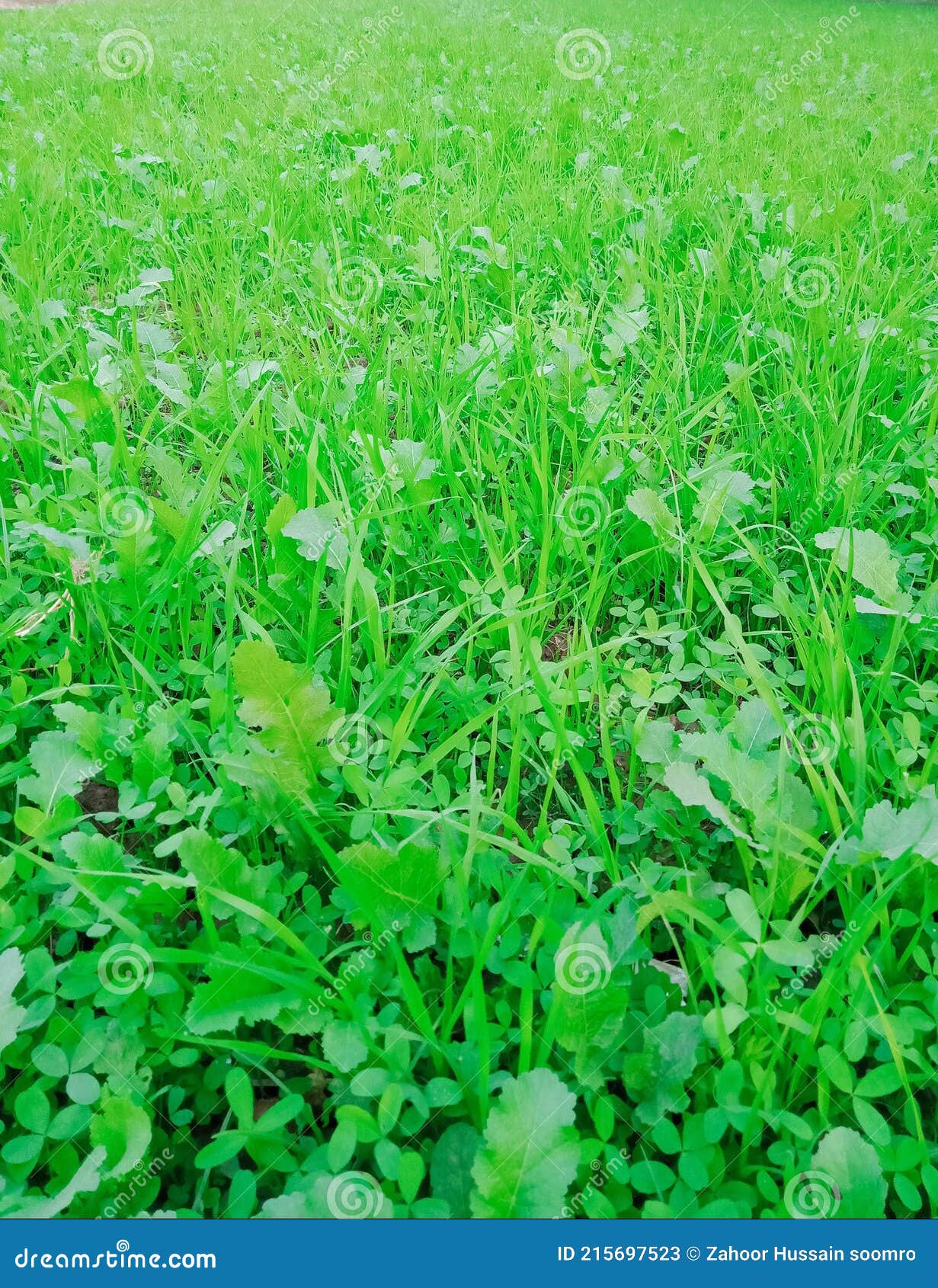 Barseen plants stock image. Image of land, barseen, agriculture - 215697523