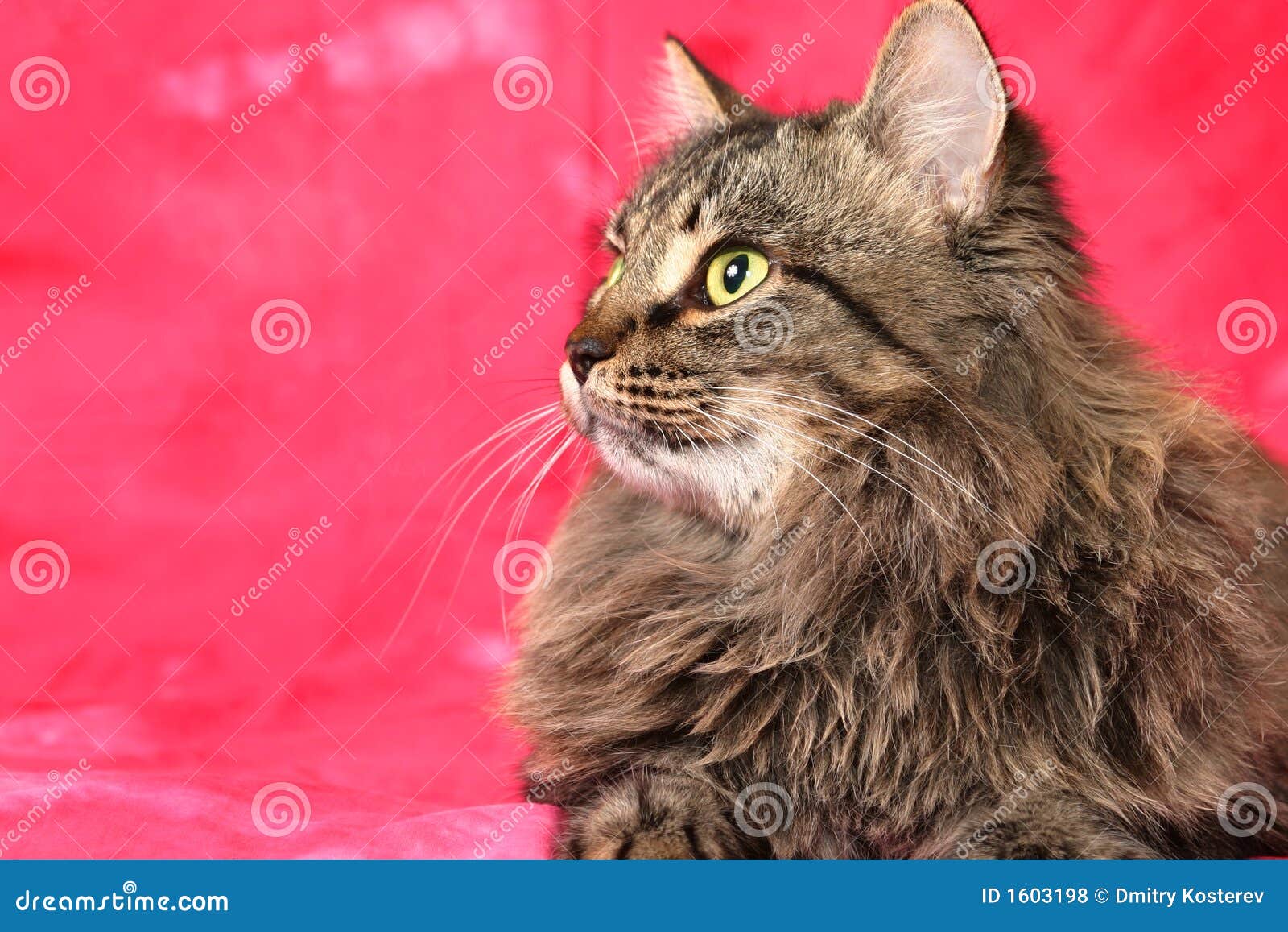 Barsik stock photo. Image of furry, barsik, cyberian, green - 1603198