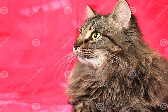 Barsik stock photo. Image of furry, barsik, cyberian, green - 1603198