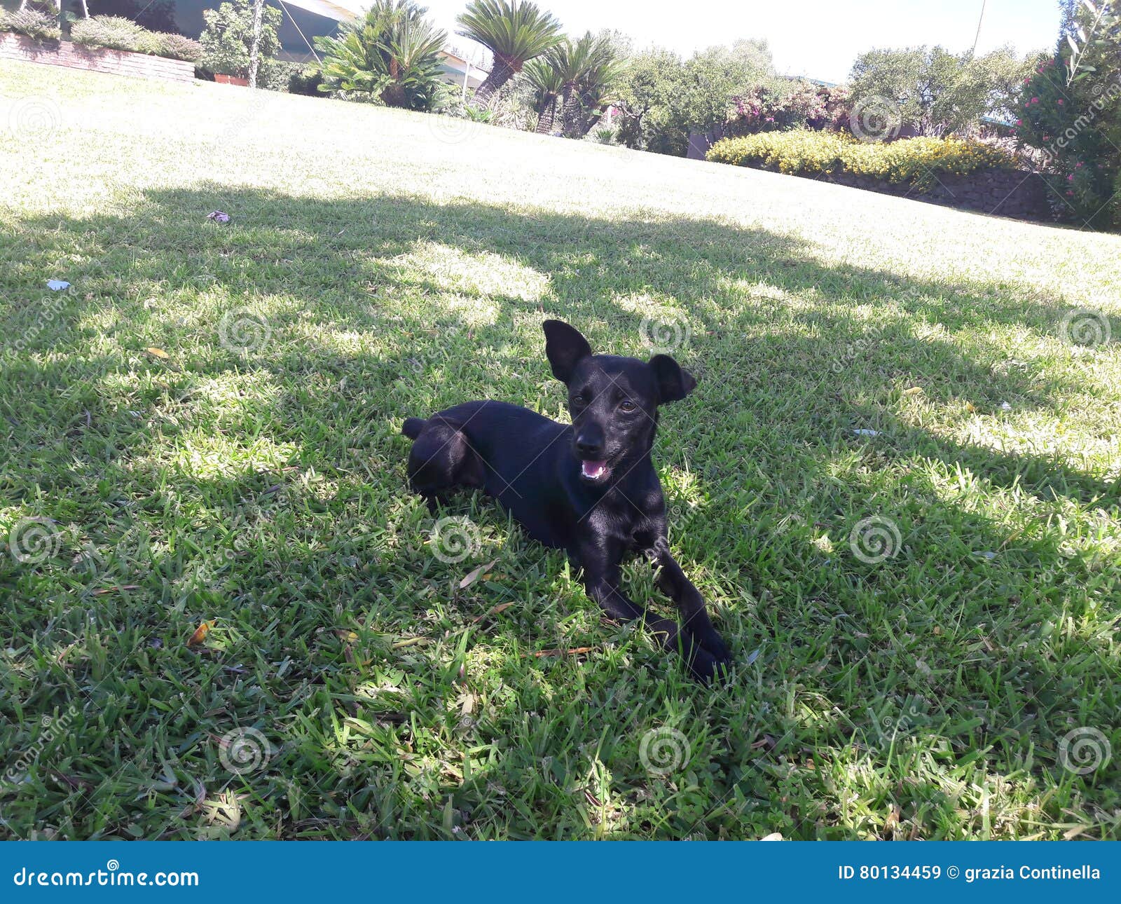 Bart stock image. Image of pinscher, black, beautiful - 80134459