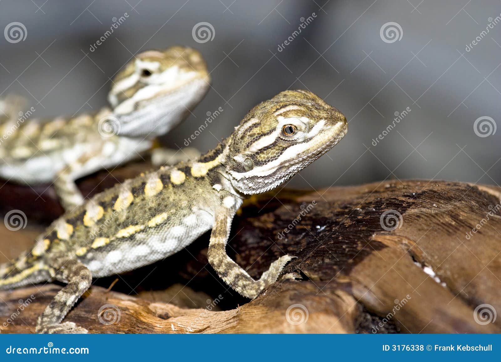 Bartagame stock photo. Image of claw, reptile, animal - 3176338
