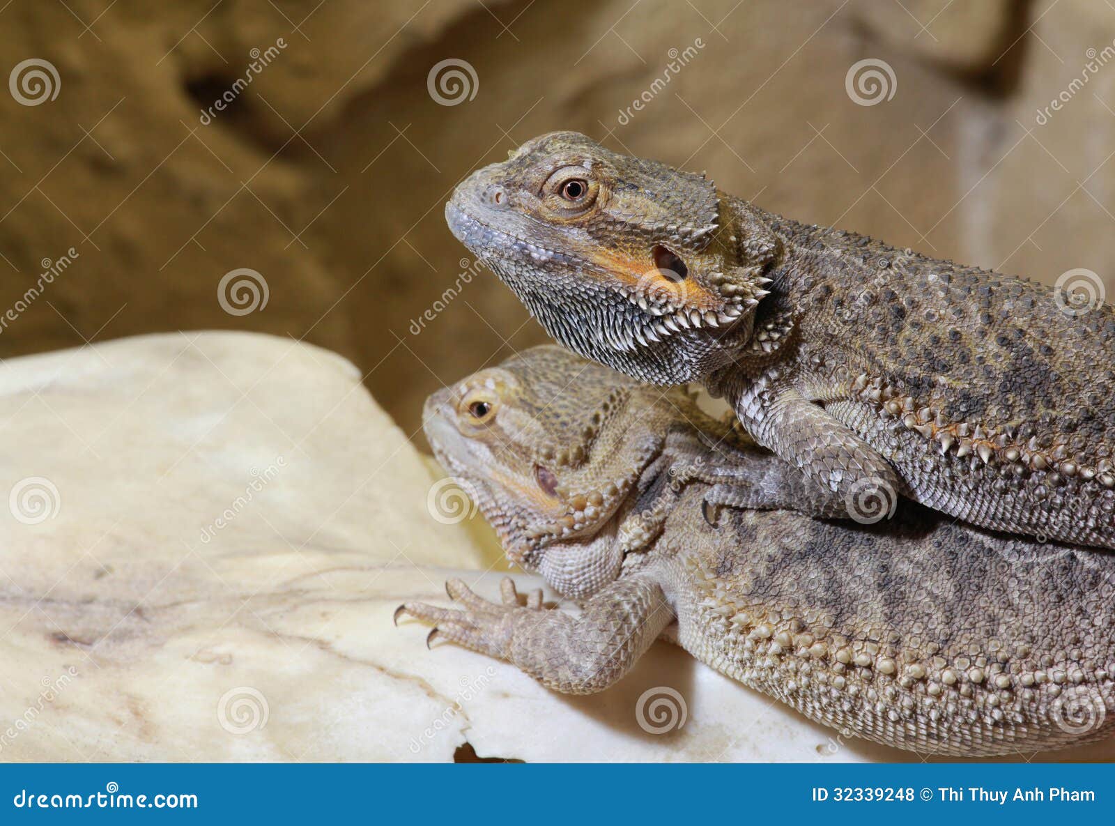 Bartagame stock photo. Image of animal, mythical, australian - 32339248