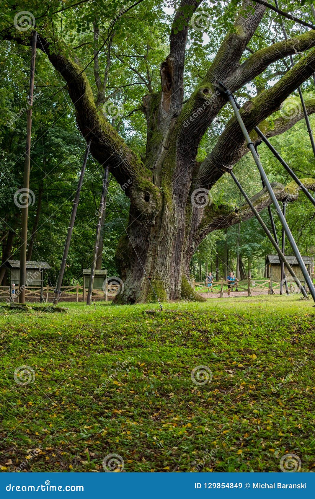 Bartek oak tree in poland stock image. Image of bartkow - 129854849