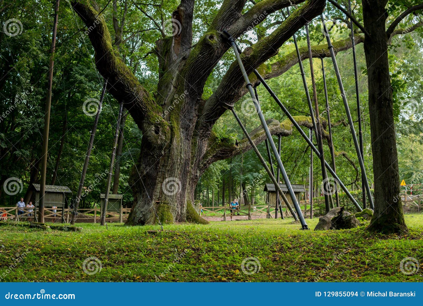 Bartek oak tree in poland editorial stock image. Image of branches ...