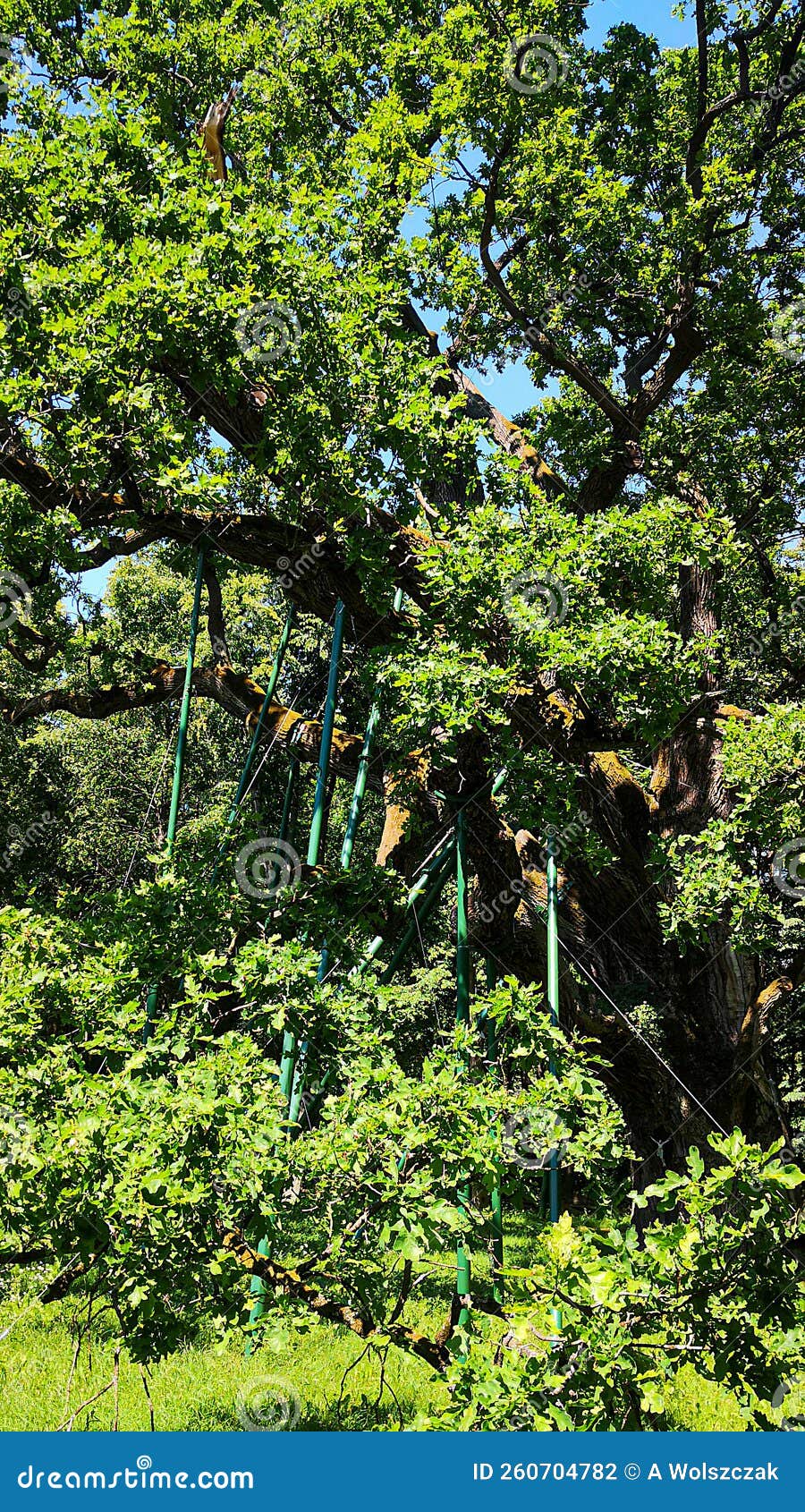Bartek Oldtest Tree in Poland Stock Photo - Image of trees, summer ...