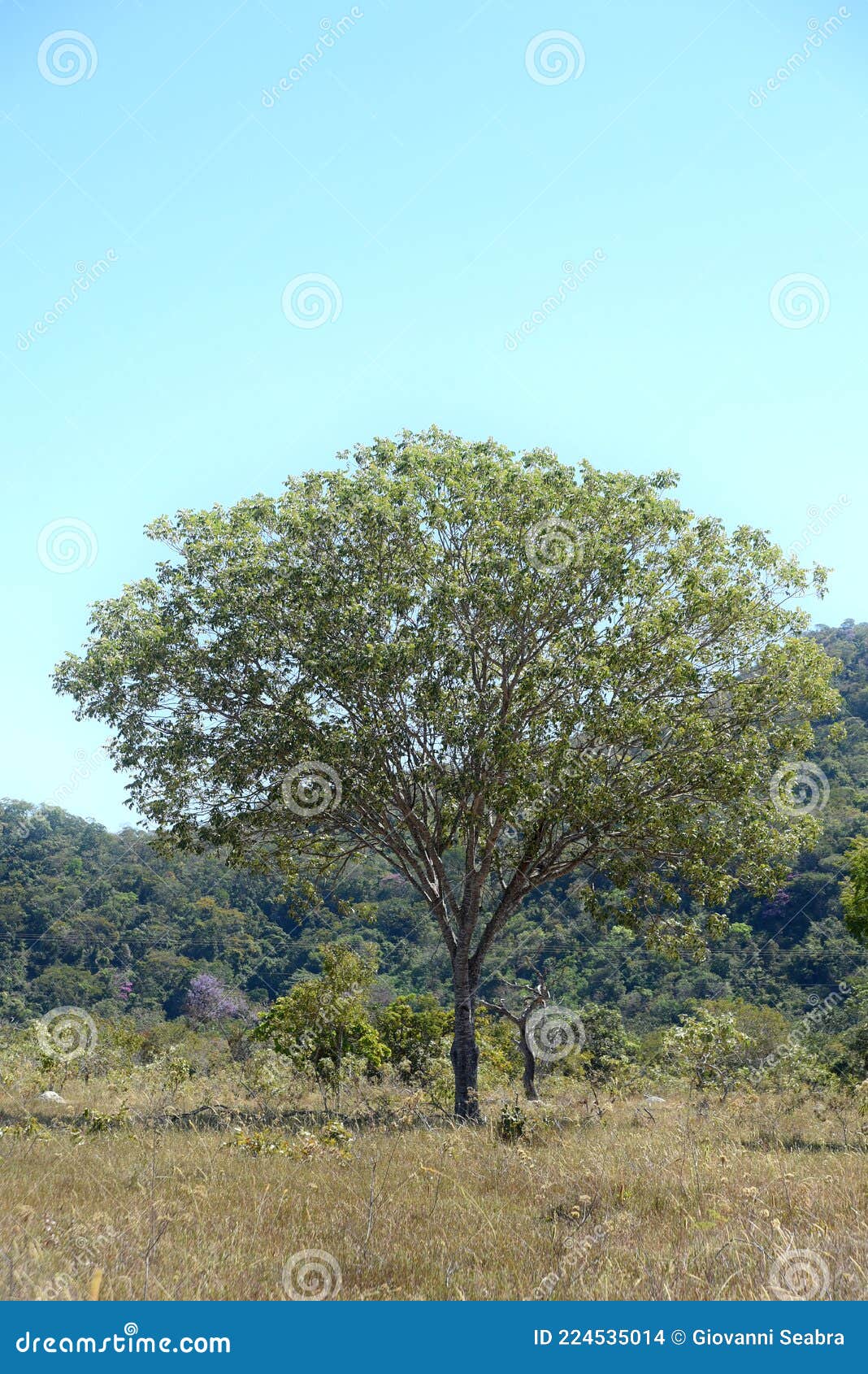 BARU CHESTNUT TREE BRAZILIAN VEGETATION Stock Photo - Image of ecology ...