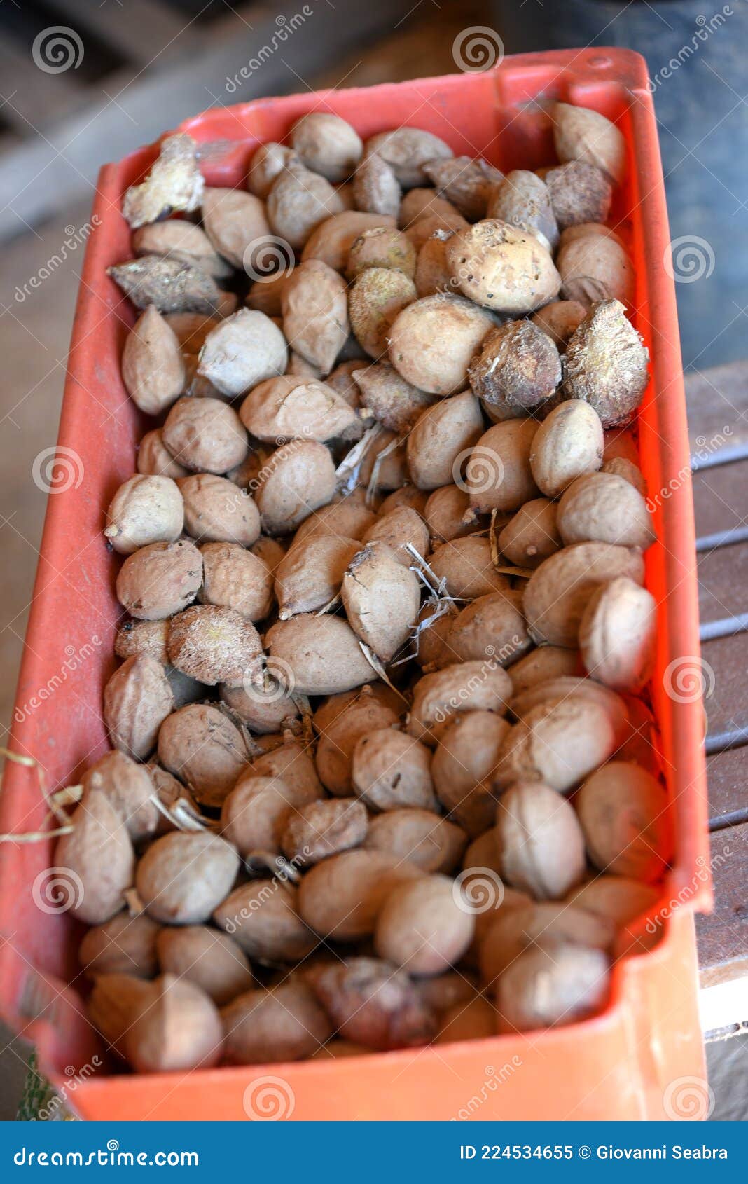 Baru Nuts in a Sieve, Typical Brazilian Fruit Stock Image - Image of ...