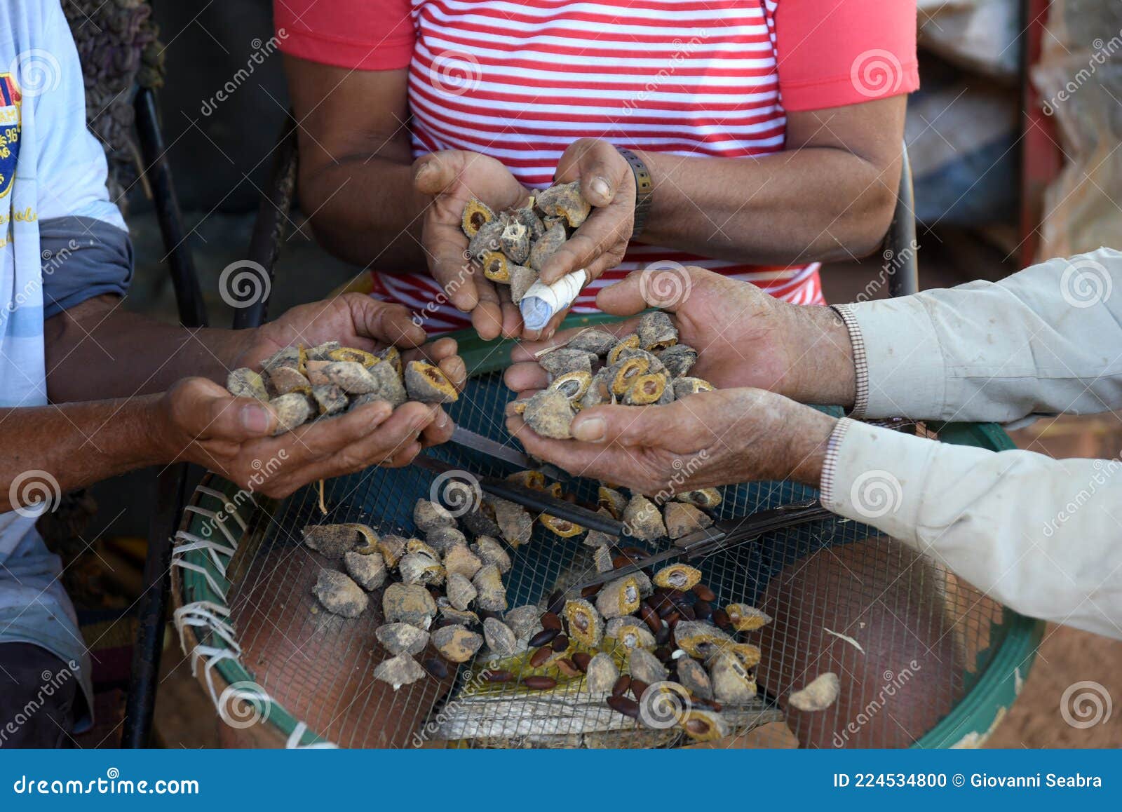 Baru Seed, Also Known As Baru Nut, Or Chiquitania Almond In Wooden ...