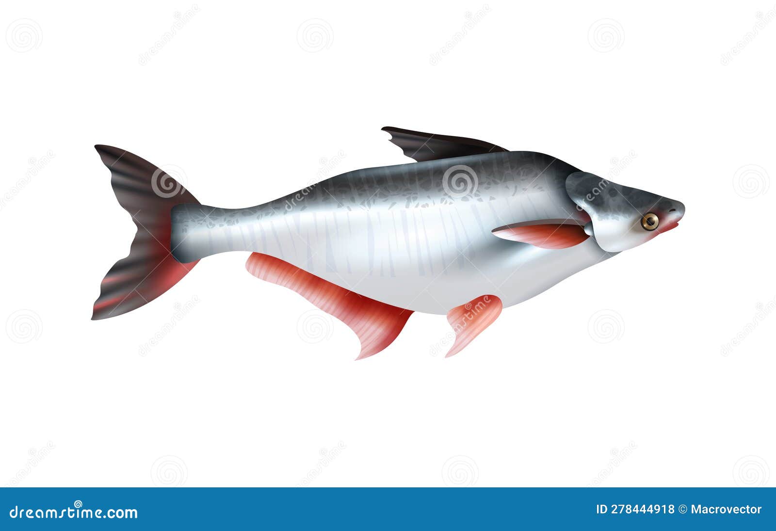 Basa Fish On White Background: A Prateep Kochabua Inspired Artwork ...