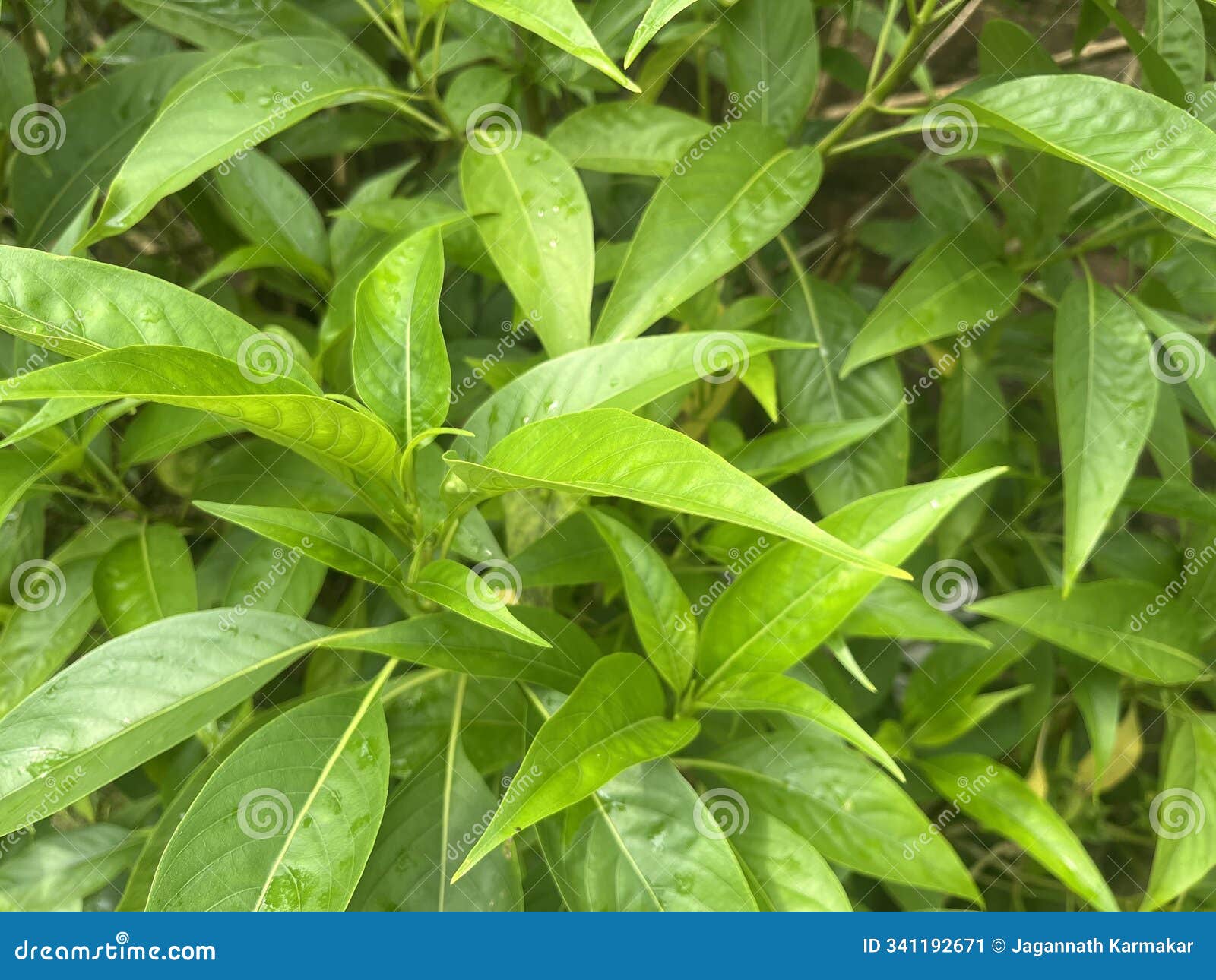 Basak Leaves are Very Useful for Cold and Cough. Stock Image - Image of ...