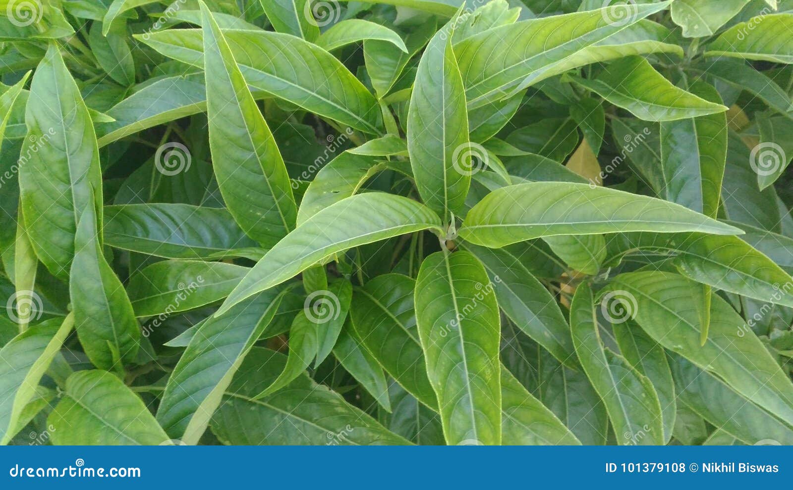 BasakTree stock photo. Image of basaktree, medicinal - 101379108