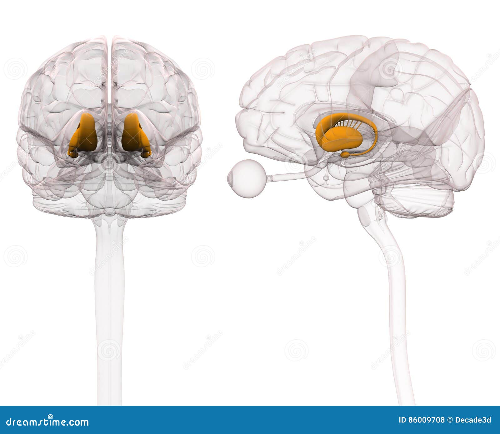 Basal Ganglia Anatomy Cartoon Vector | CartoonDealer.com #231568717
