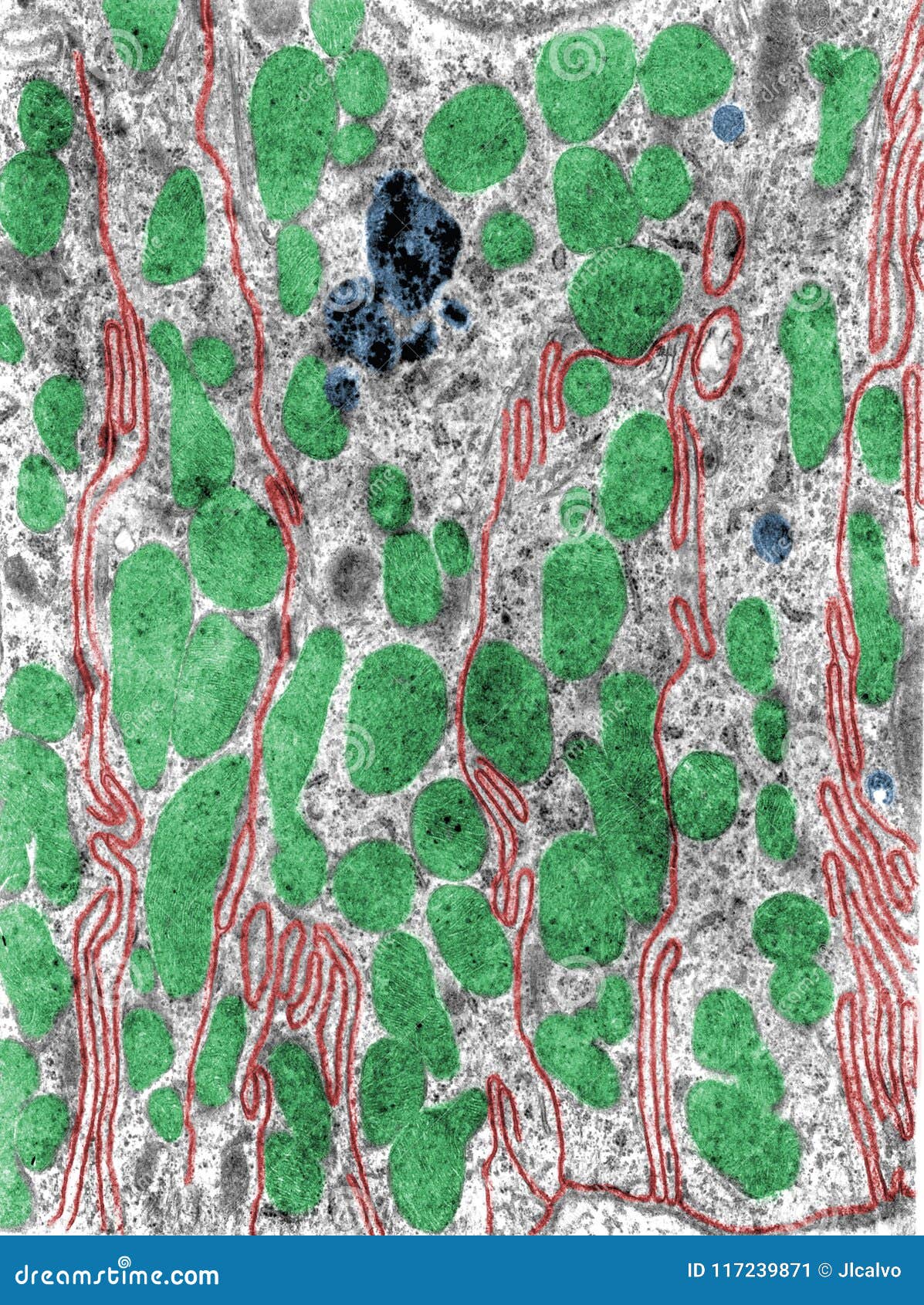 Mitochondria Light Microscope