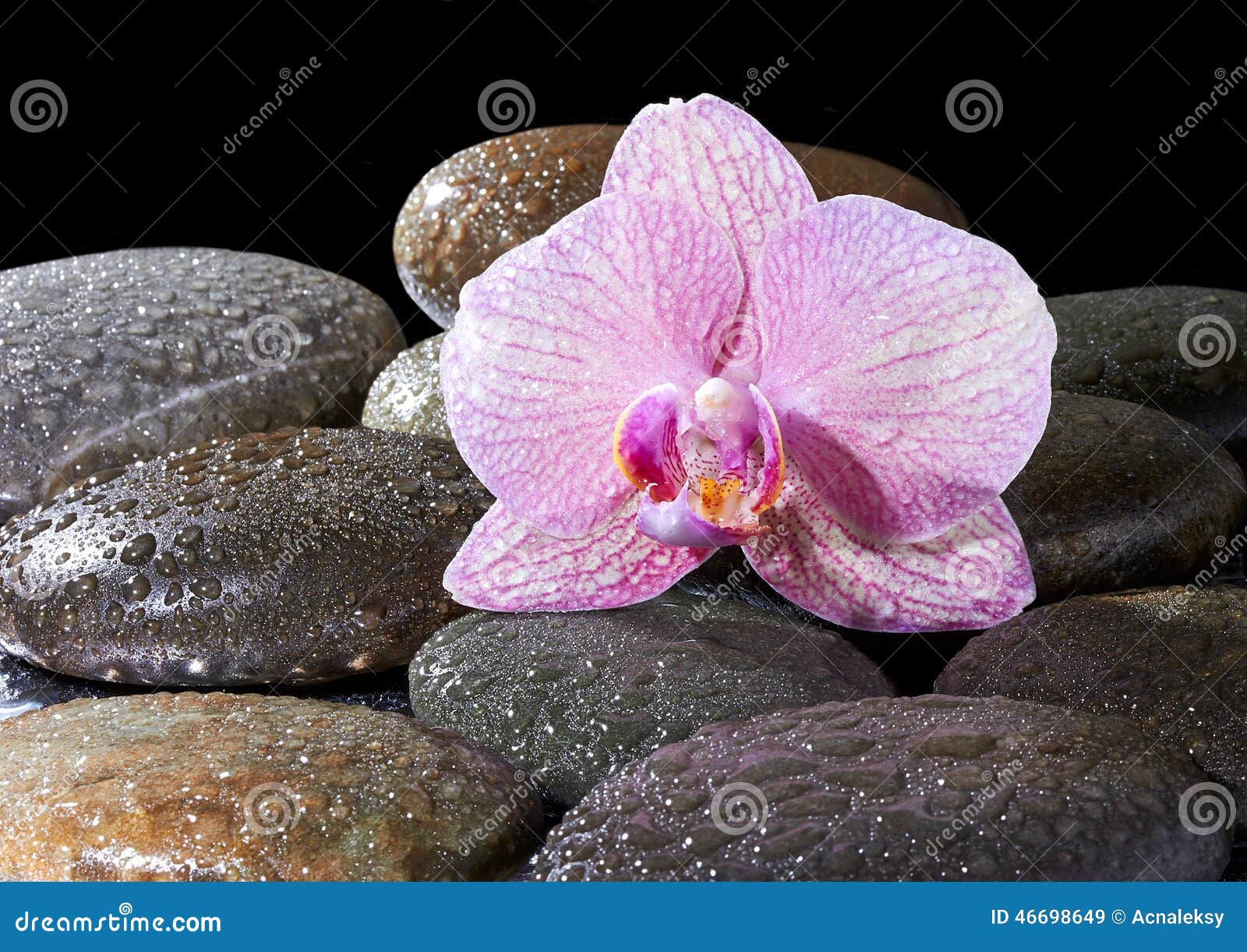Basalt stones and orchid stock image. Image of concept - 46698649