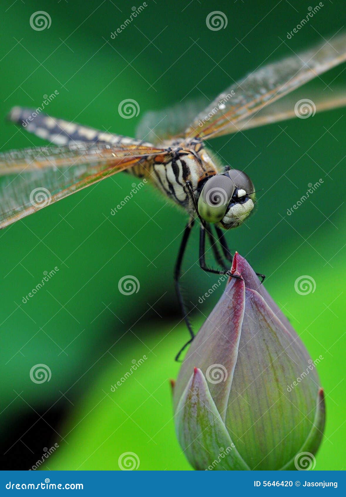 Basamento Della Libellula in Germoglio Fotografia Stock - Immagine di ...