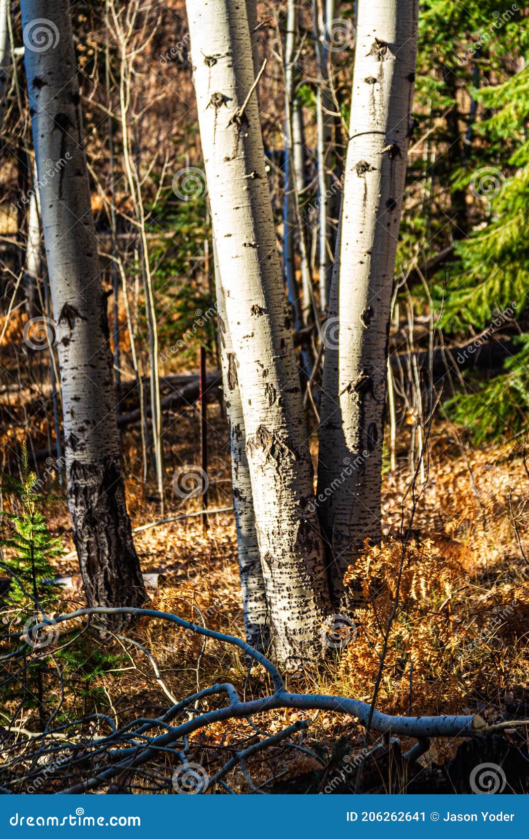 The Base of an Aspen Tree with Two Trunks Stock Image - Image of ...
