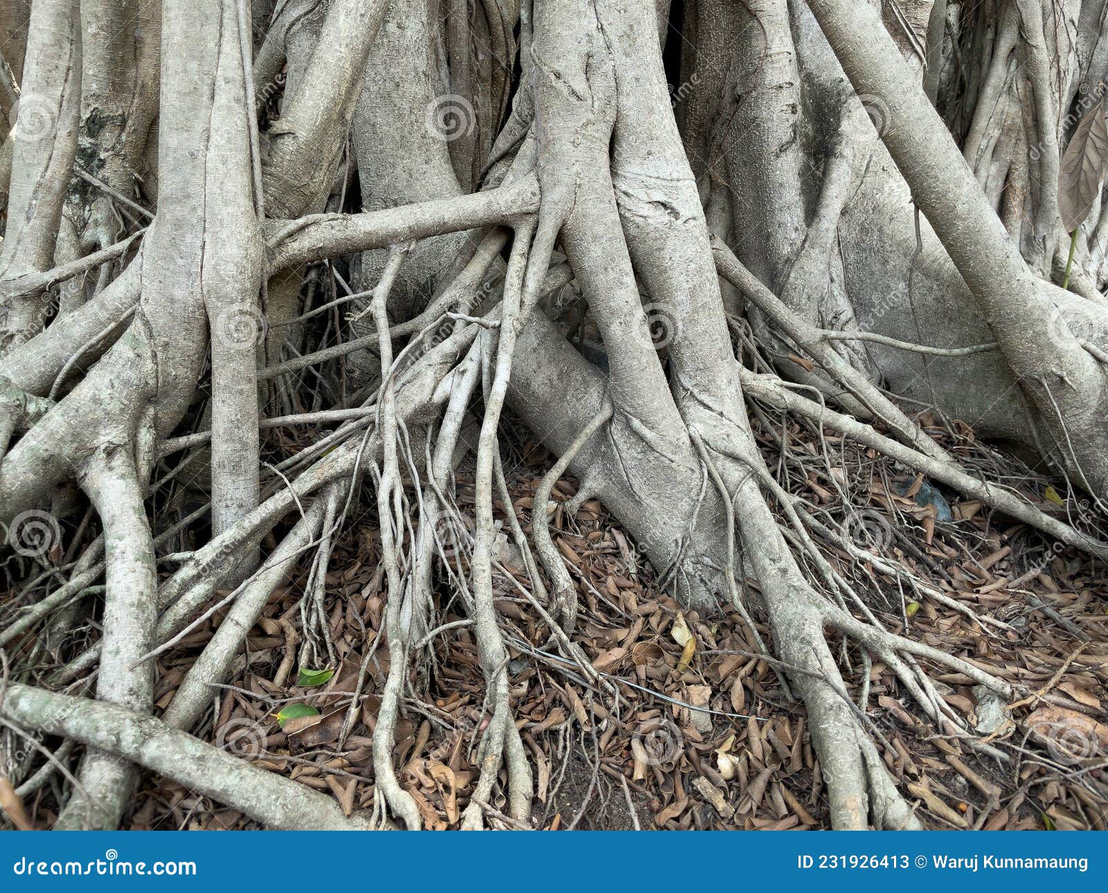At the Base of the Banyan Tree. Stock Image - Image of spreading ...