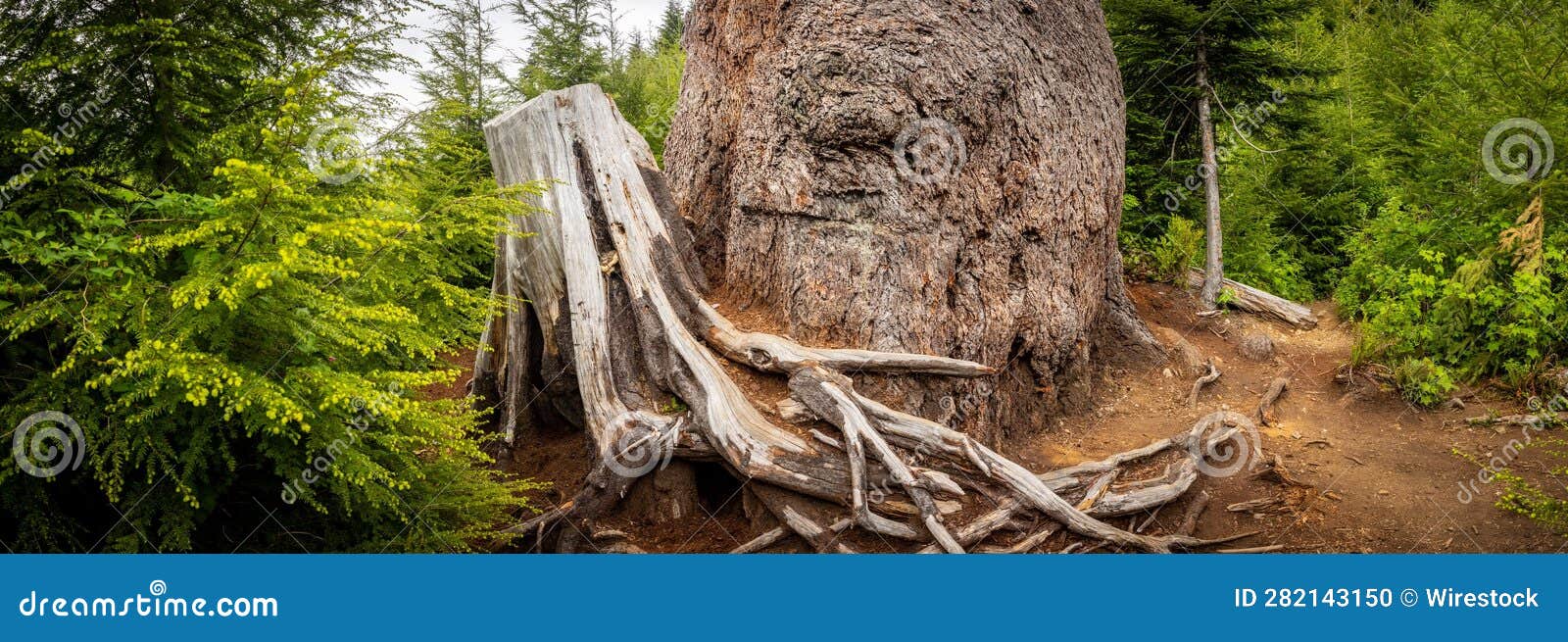 The Base of Big Lonely Doug Stock Photo - Image of vancouver, panorama ...