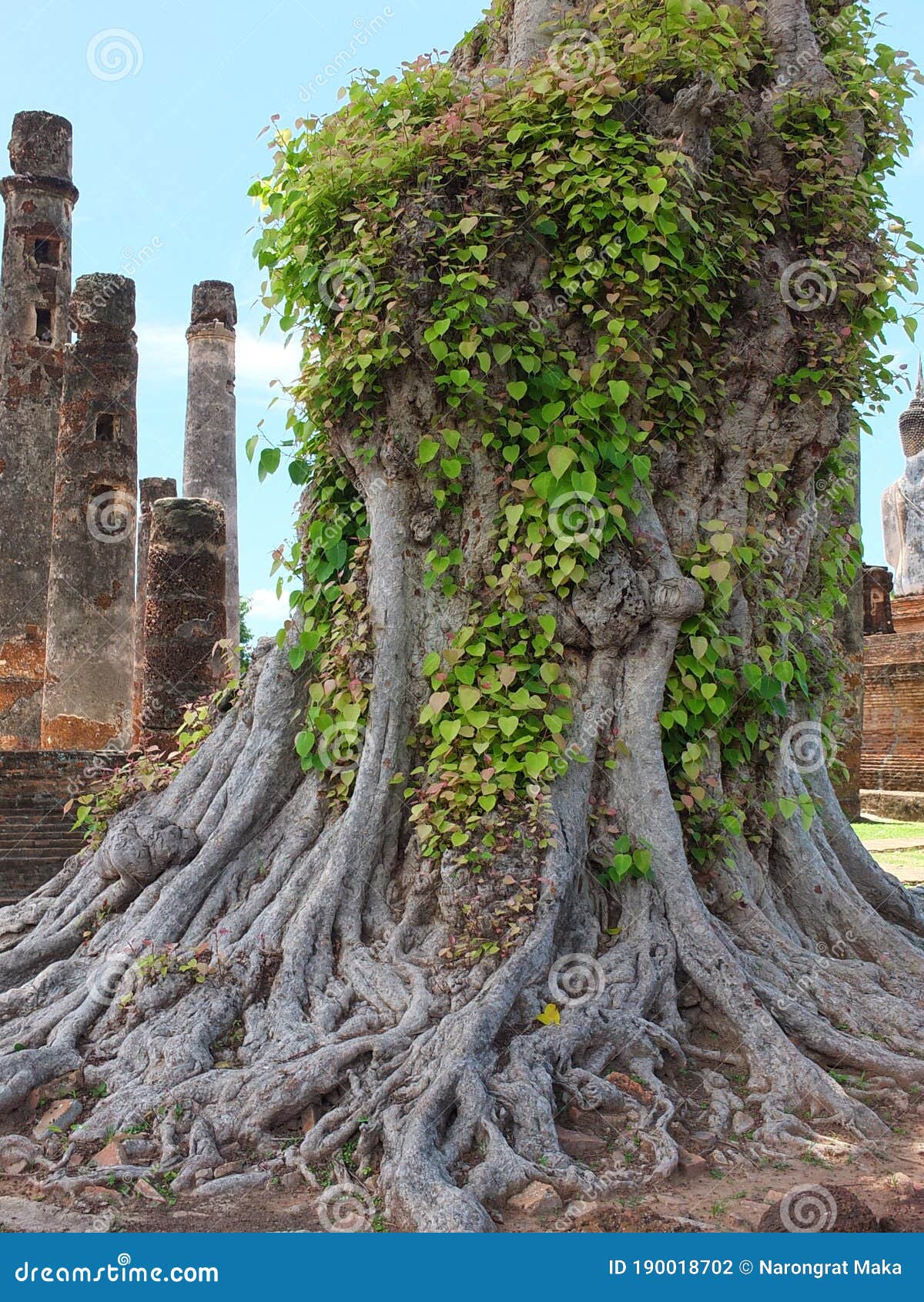 The Base of the Big Tree Has White Roots Standing on the Ground and ...