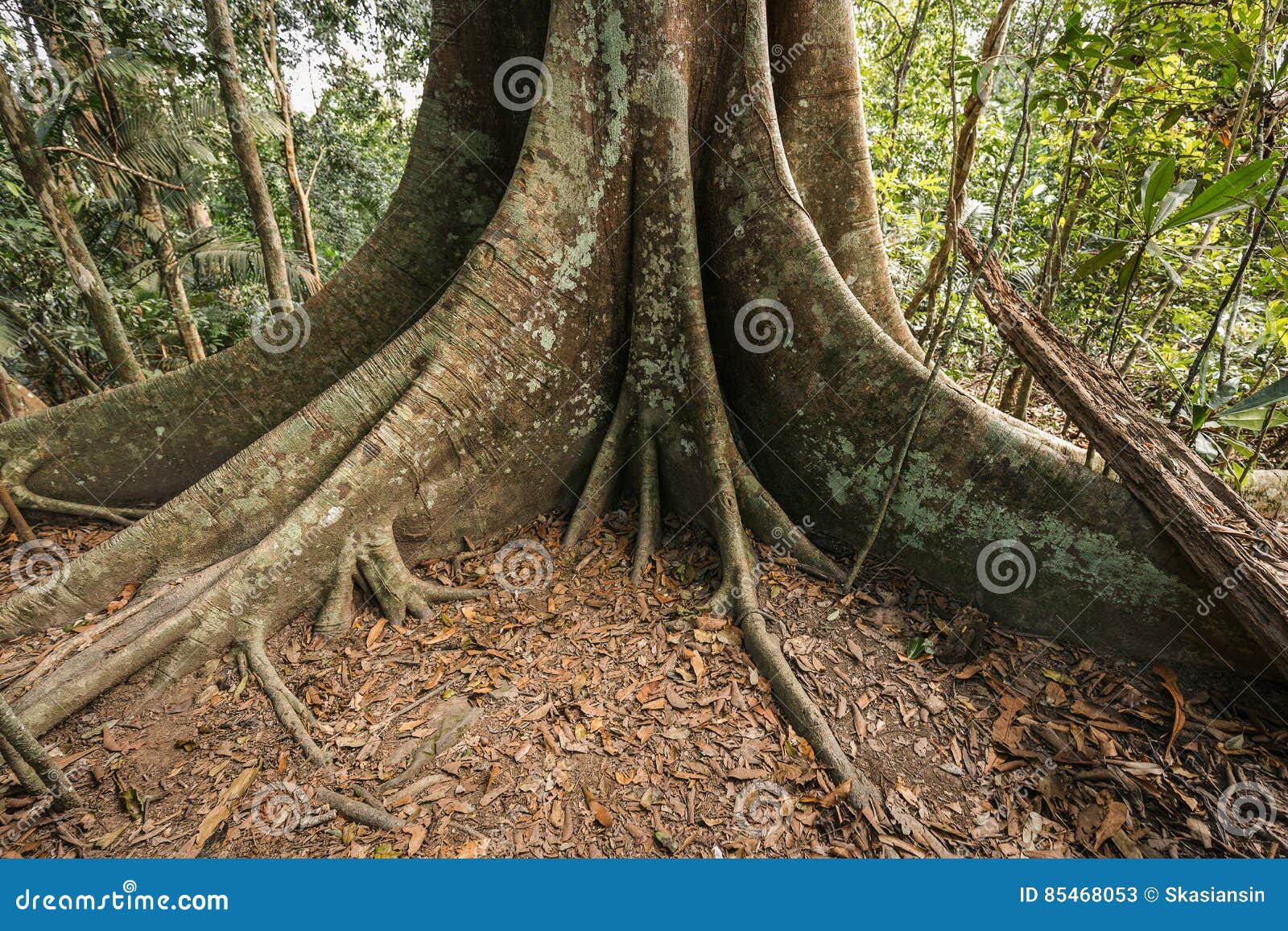 Base of big tree stock image. Image of evergreen, grow - 85468053
