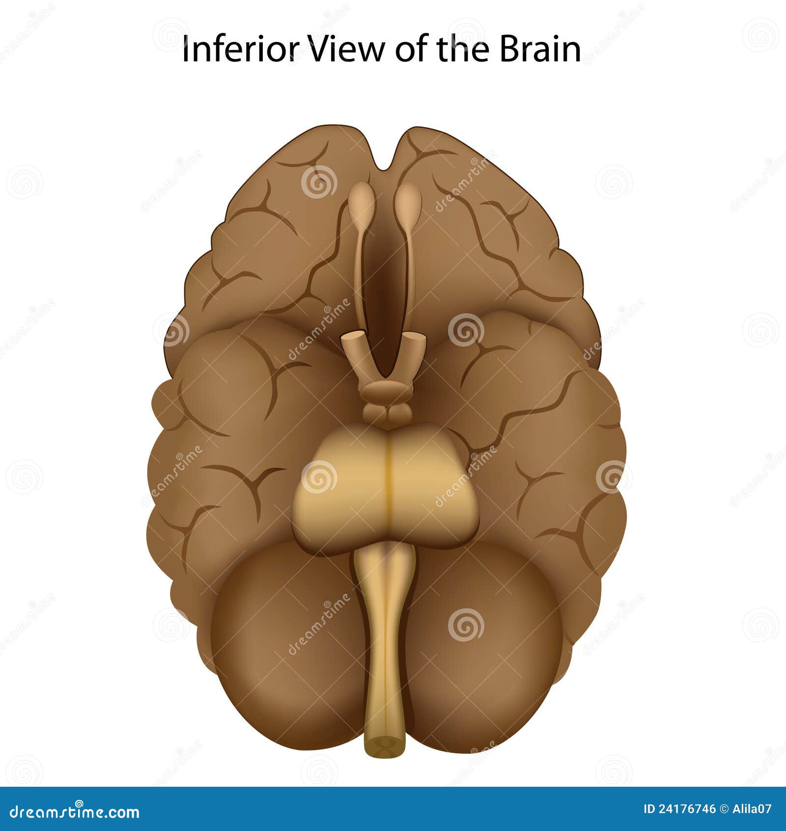 Human Brain Labeled Inferior View
