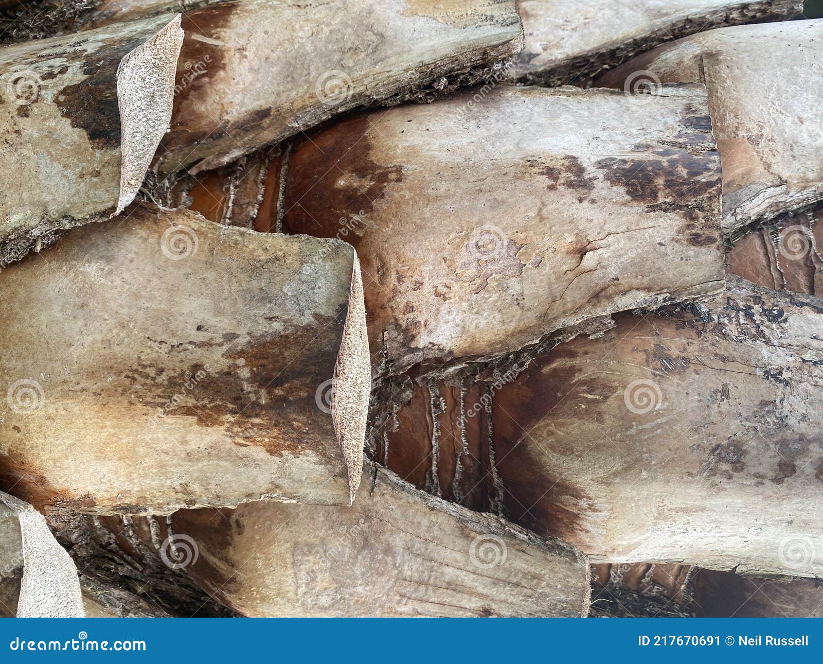 Base Branches of Palm Tree stock image. Image of natural - 217670691