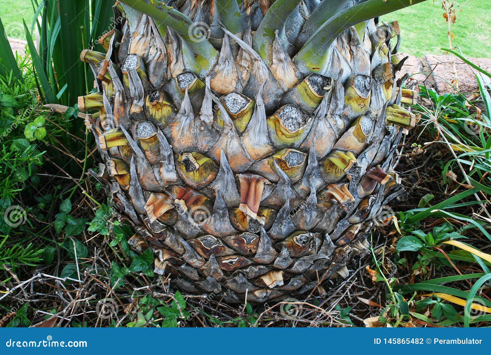 BASE of CYCAD PLANT stock photo. Image of vegetation - 145865482
