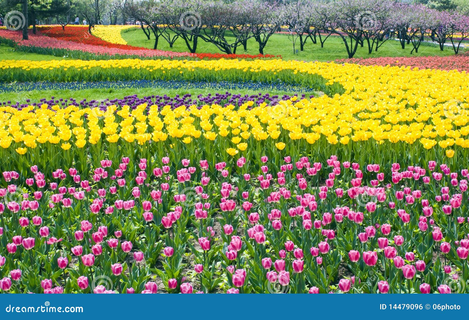 Base Dei Tulipani Multicolori Fotografia Stock - Immagine di calma ...