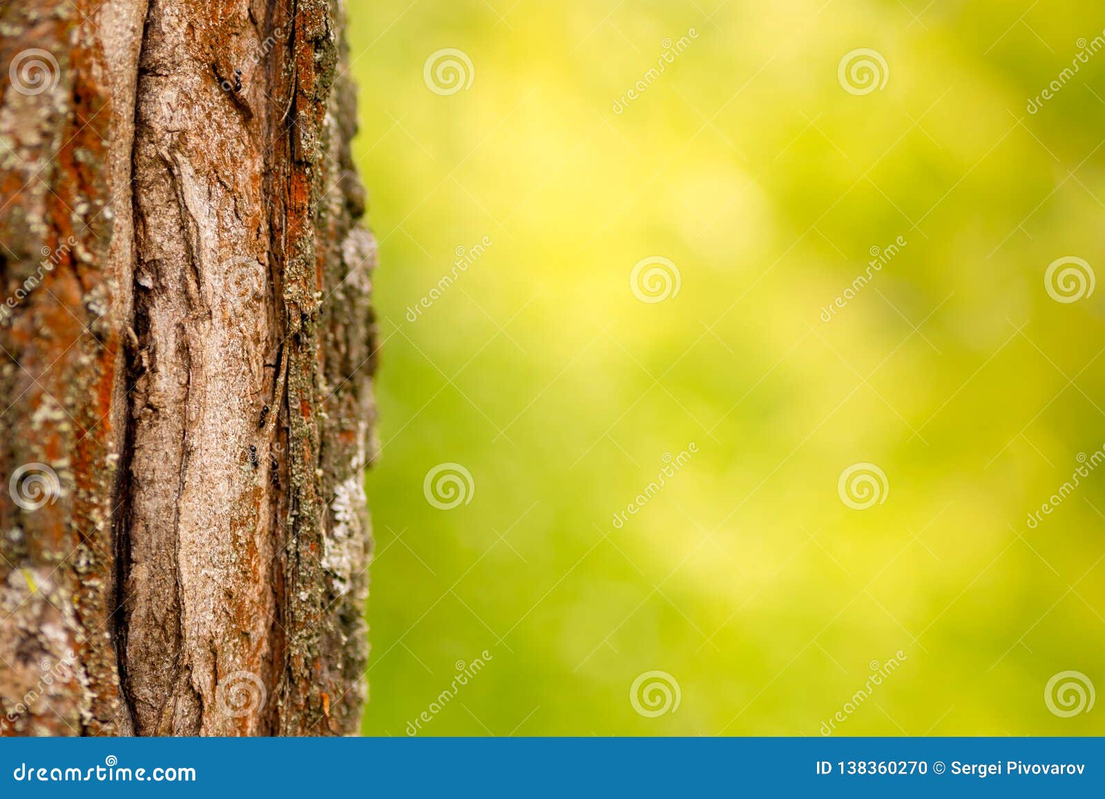 Base Design Flora Trunk Old Tree Vertical Border on Blurry Green ...