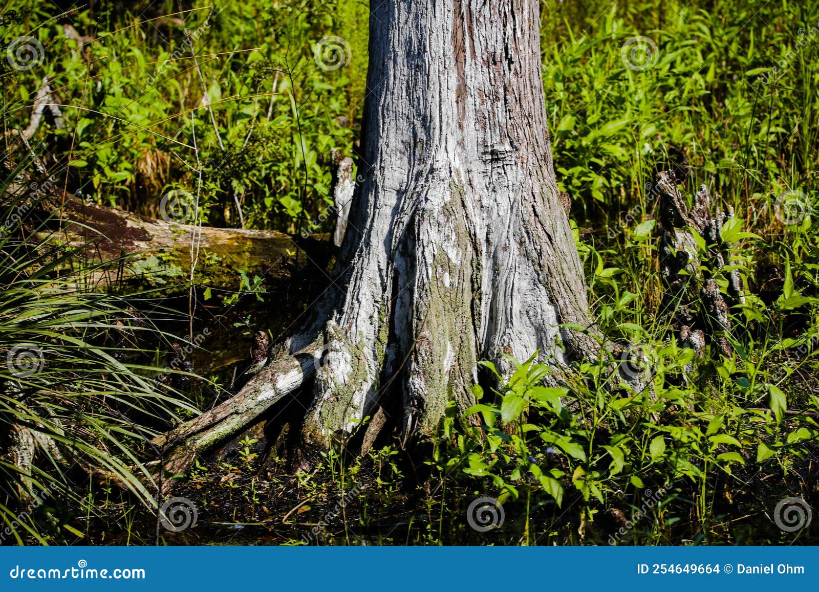 Base of a Florida Cypress Tree in a Swamp Stock Photo - Image of forest ...
