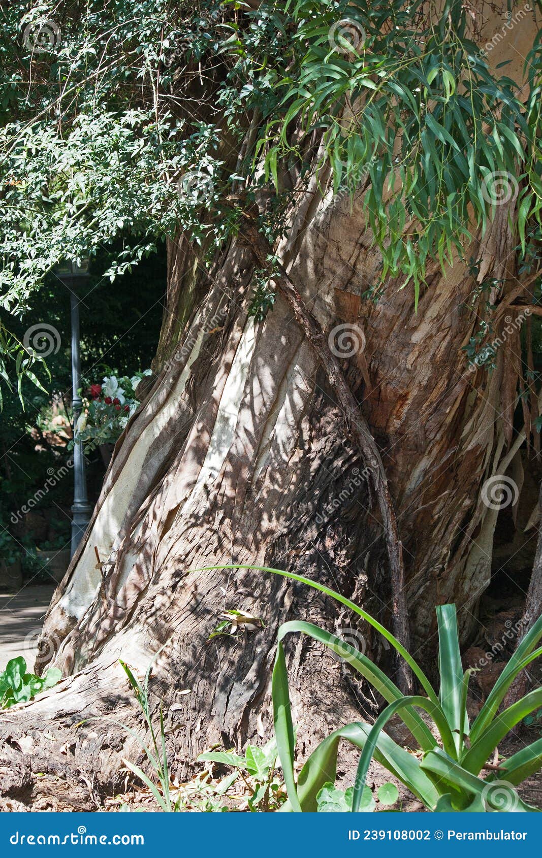 BASE of LARGE TREE BLUE GUM TREE TRUNK Stock Photo - Image of plant ...