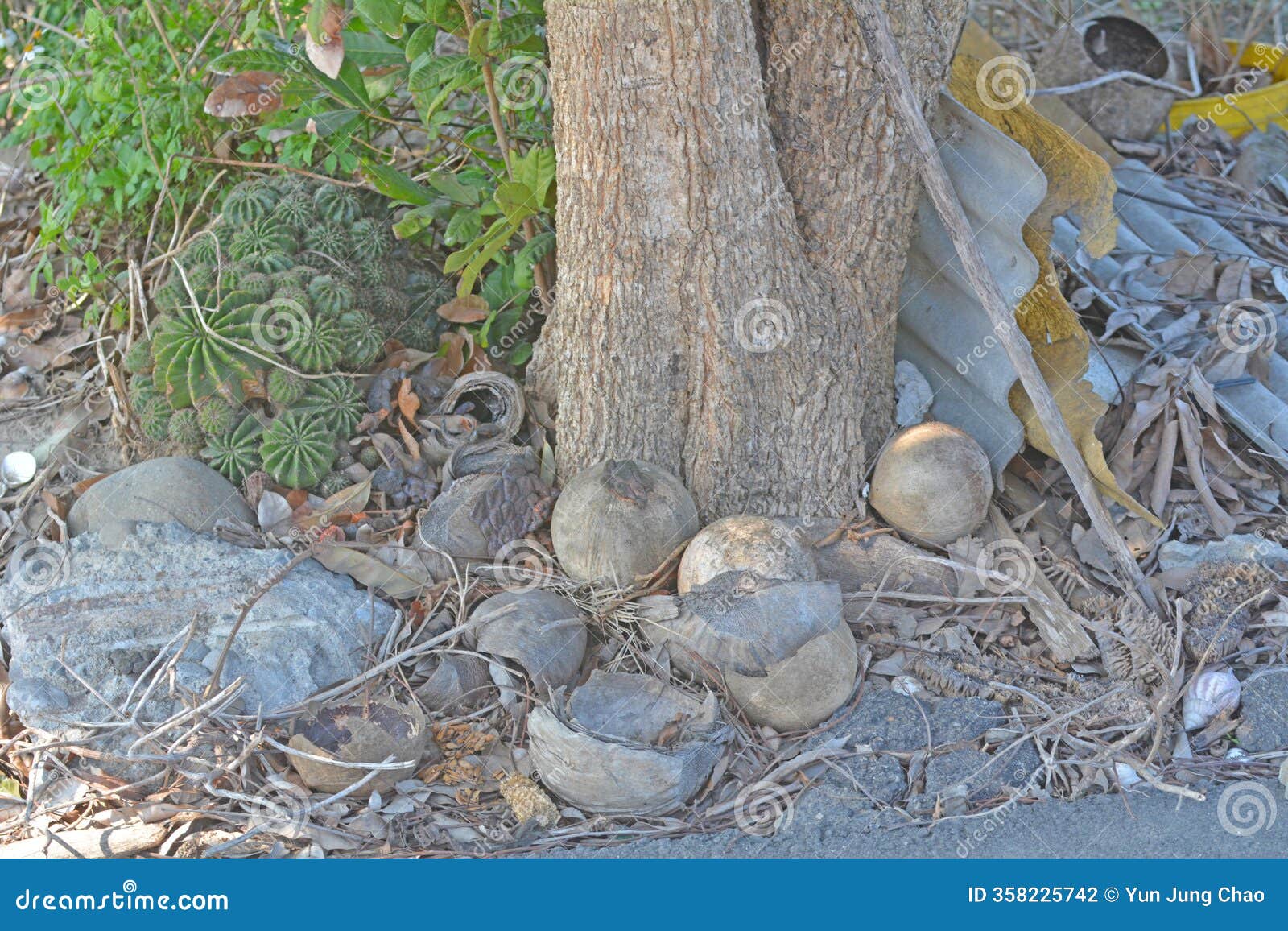 At the Base of the Mango Tree, Fallen Leaves, Coconut Shells, Cacti ...