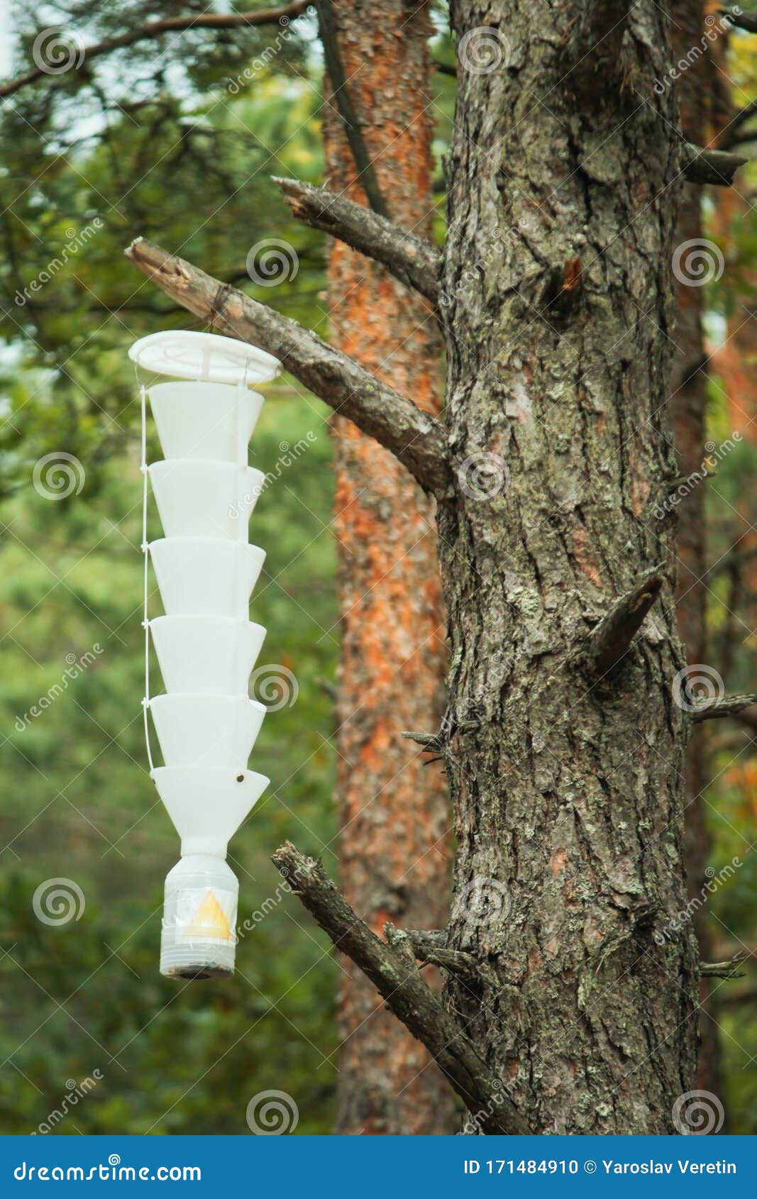 Base of a Pine Tree with Bark Beetle Holes Stock Photo - Image of ...